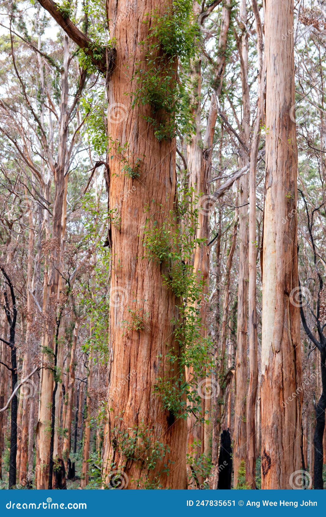 Boranup Karri Forest, Western Australia Stock Image - Image of region ...