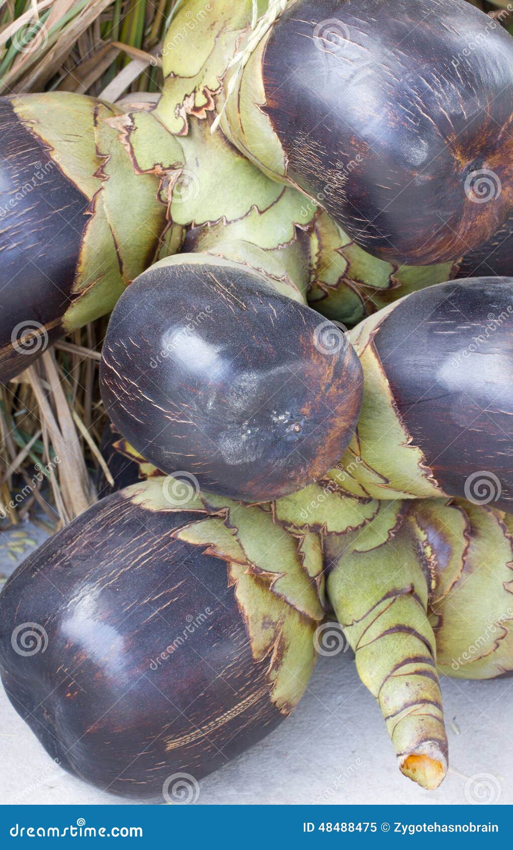 Fruits Of Borassus Flabellifer Or Doub Palm Or Palmyra Palm Or Tala ...