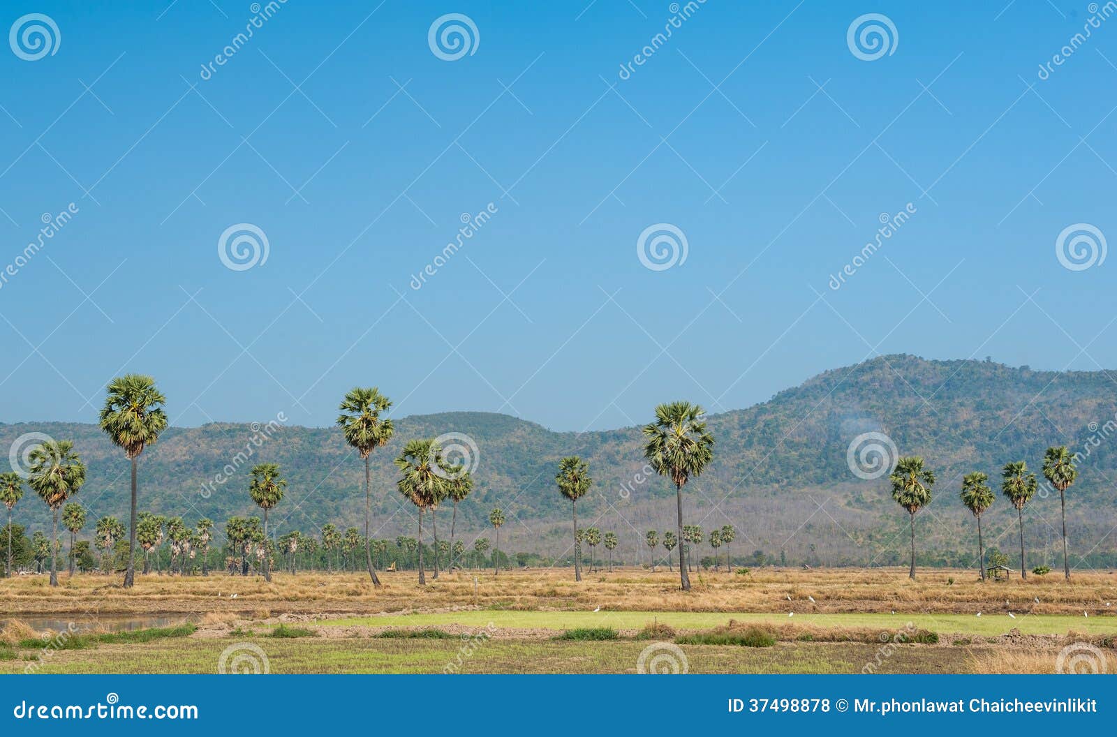 Borassus Flabellifer Linn Tree Stock Photo - Image of fresh, nature ...