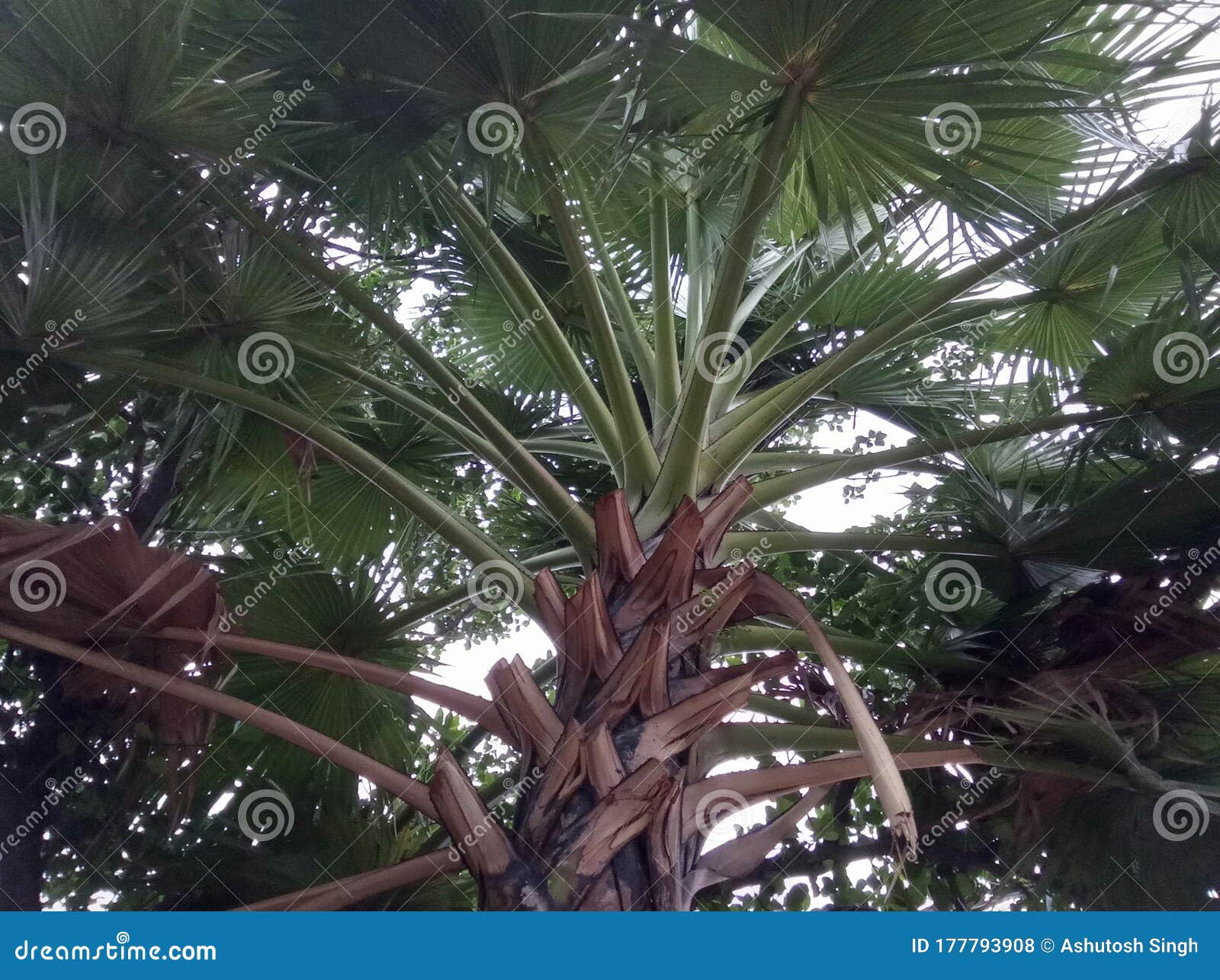 Borassus Flabellifer, Taar Tree Extraordinary Beautiful Stock Photo ...