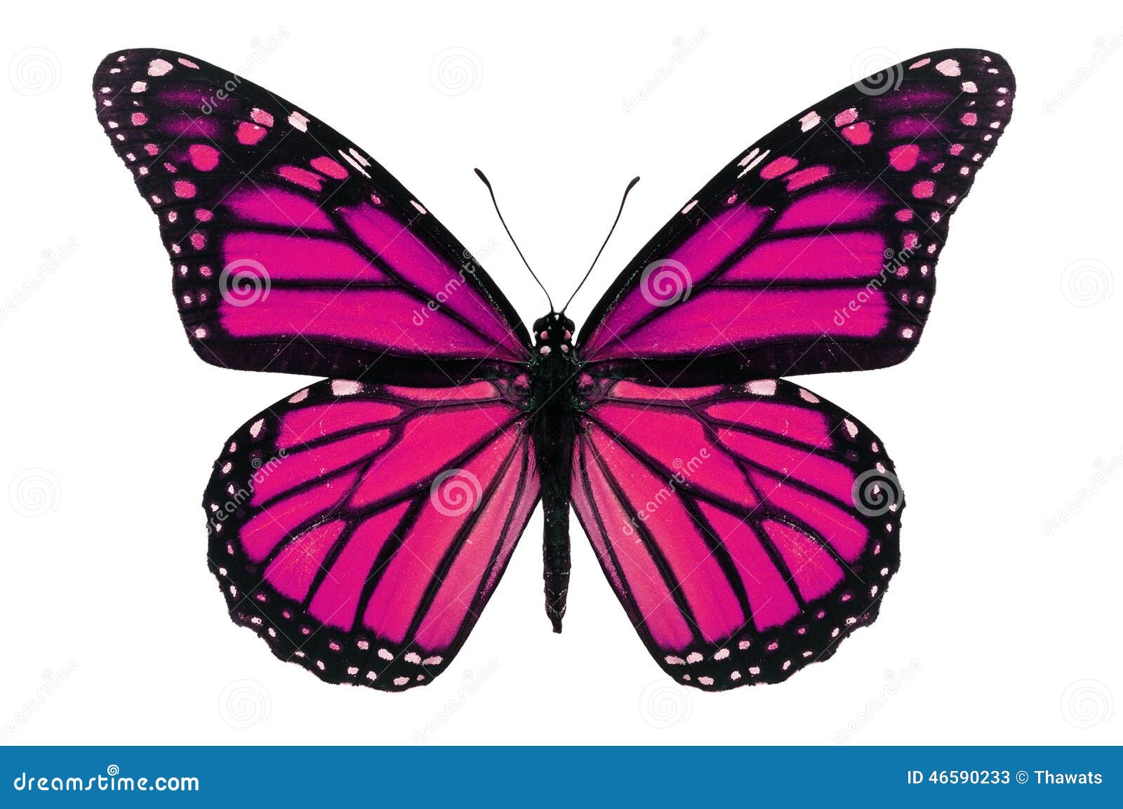 Borboleta cor-de-rosa imagem de stock. Imagem de azul - 46590233