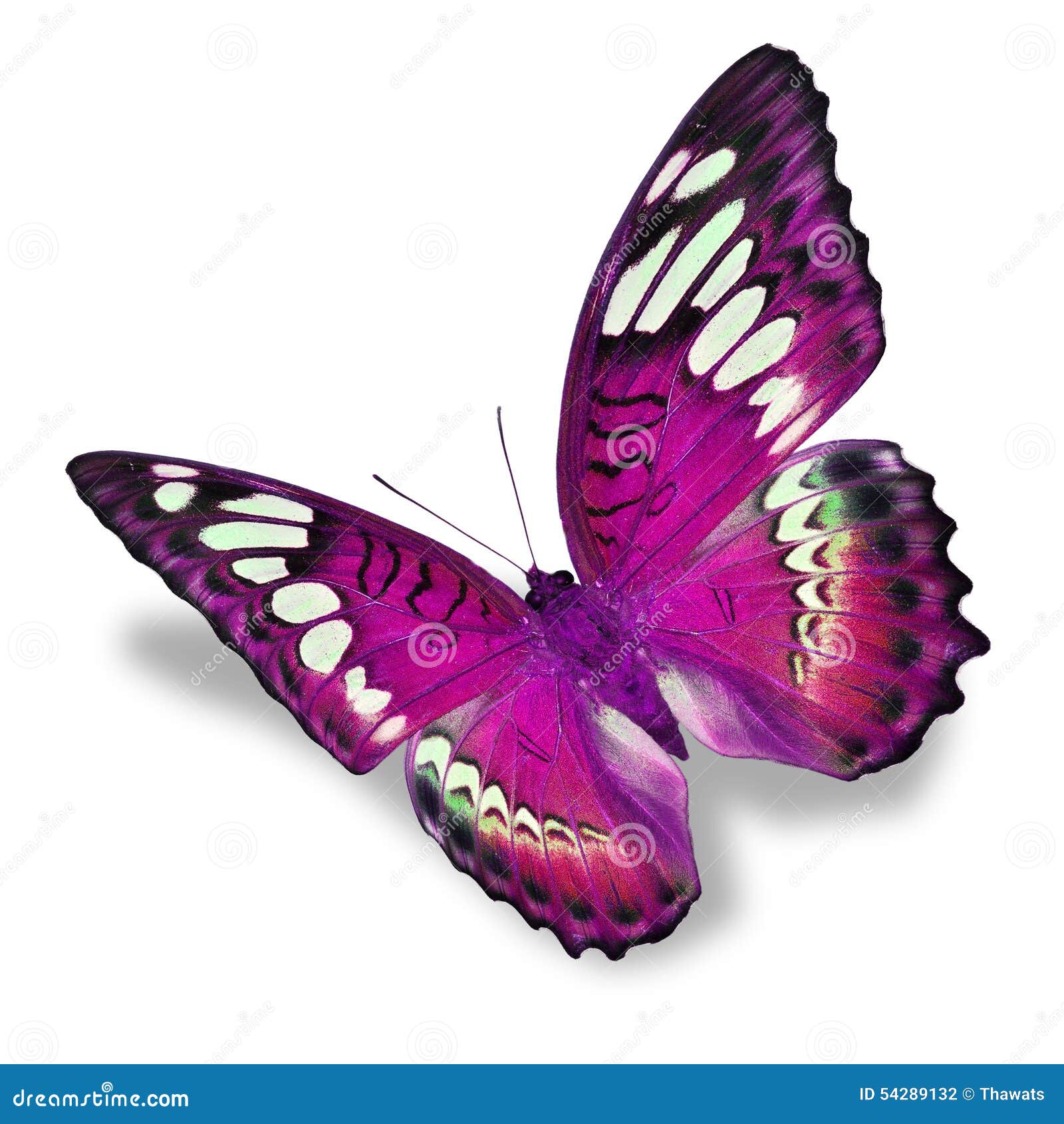 Borboleta cor-de-rosa foto de stock. Imagem de inseto - 54289132