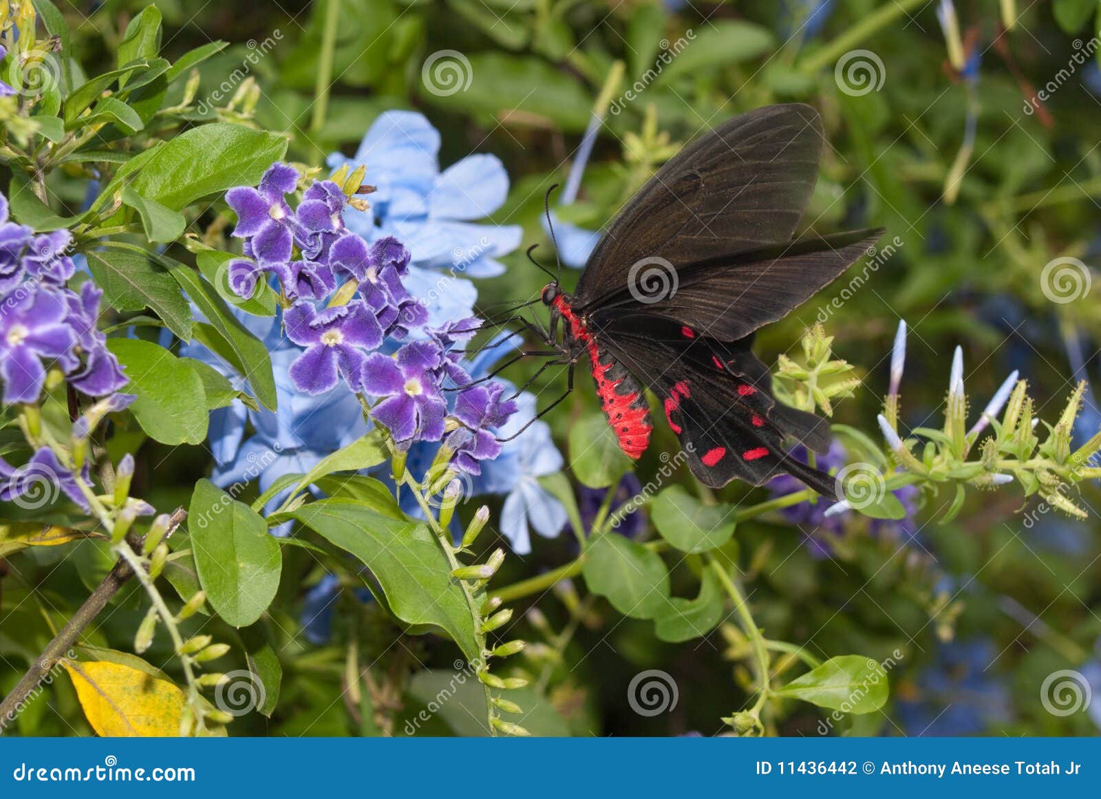 Borboleta Cor-de-rosa De Rosa Foto de Stock - Imagem de criatura ...