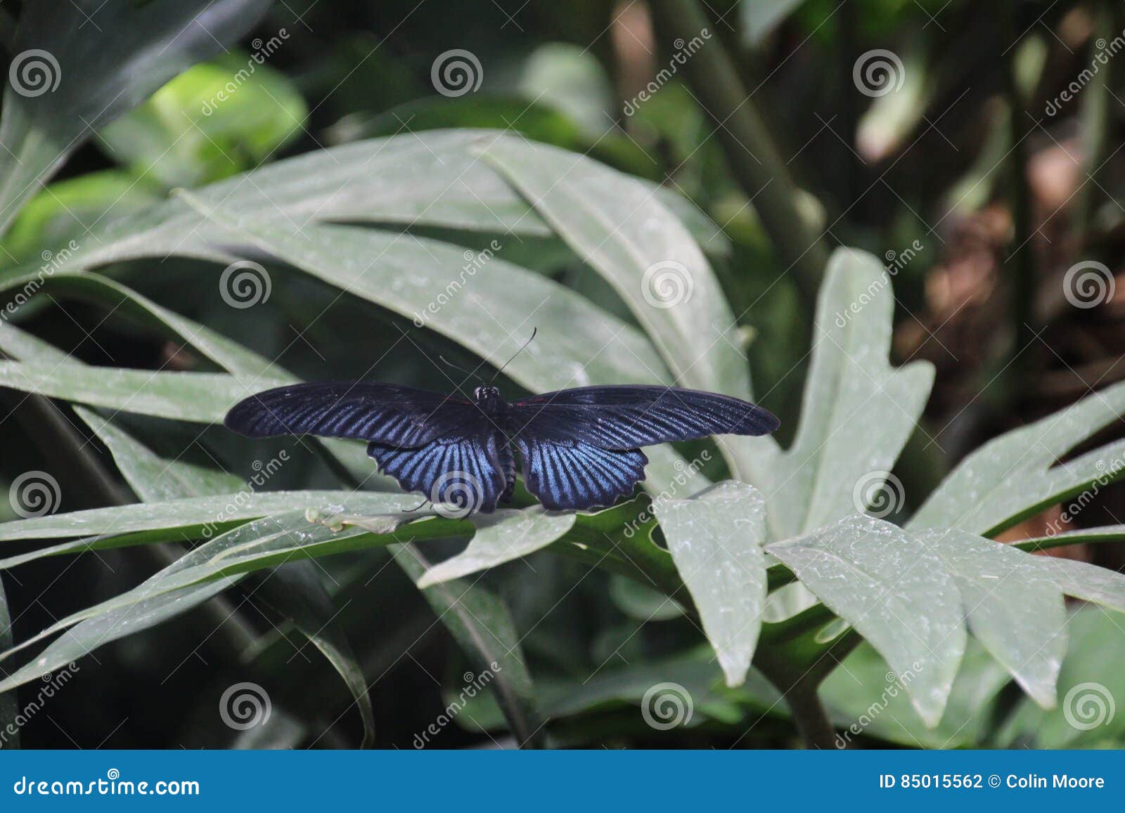 Borboleta Cor-de-rosa De Rosa Foto de Stock - Imagem de inseto ...