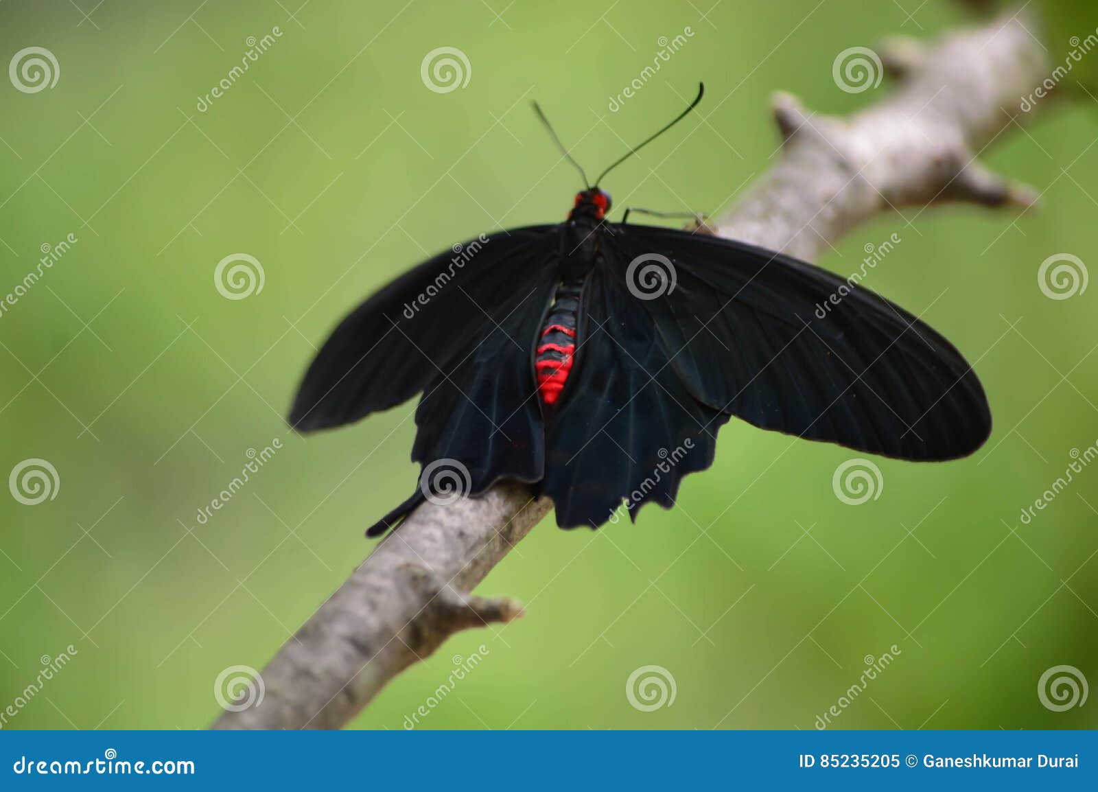 Borboleta Cor-de-rosa De Rosa Imagem de Stock - Imagem de inseto, preto ...