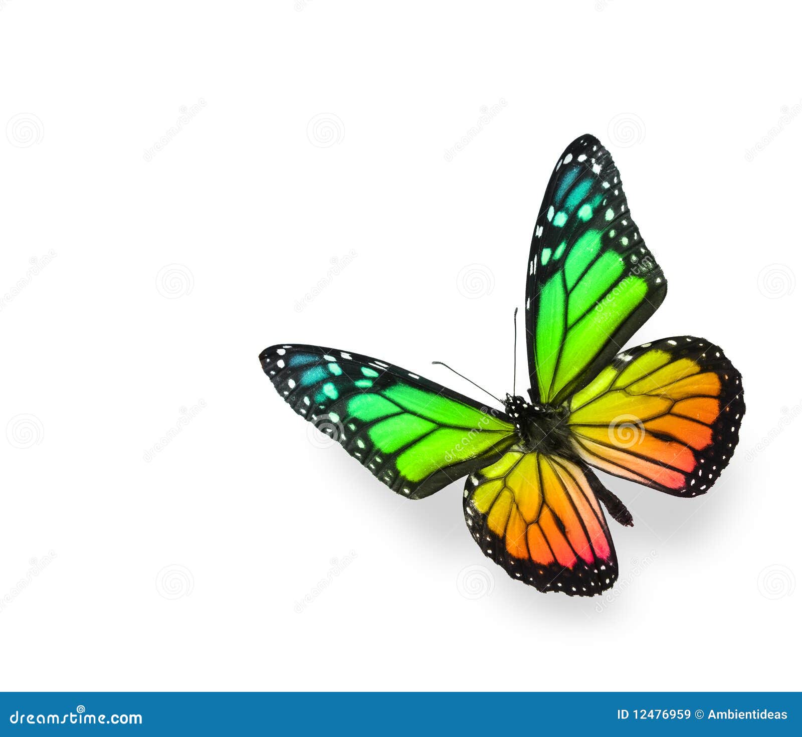 Borboleta Da Cor Do Arco-íris Imagem de Stock - Imagem de inseto, beleza: 12476959