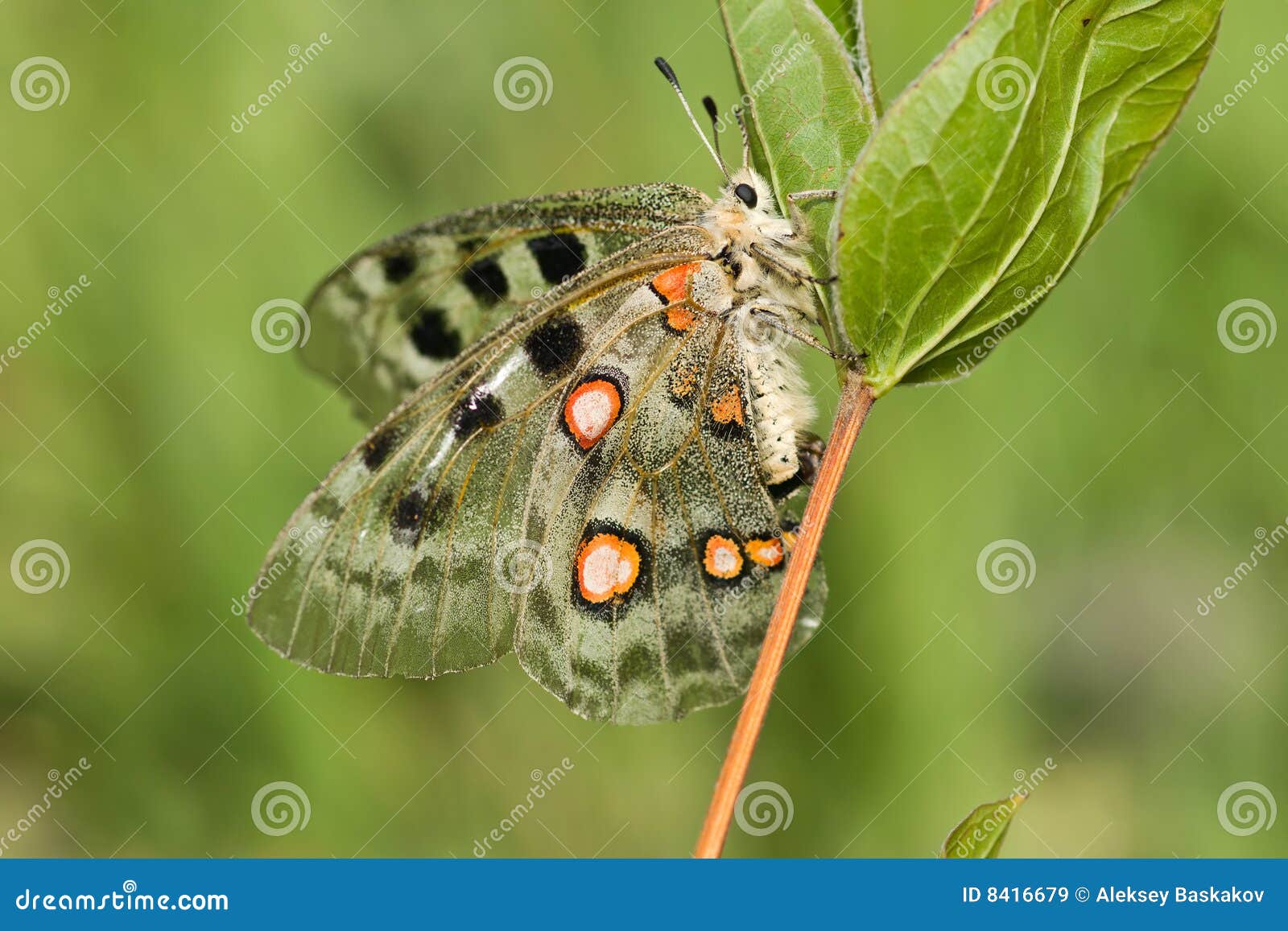 Borboleta de Nomion imagem de stock. Imagem de preto, macro - 8416679