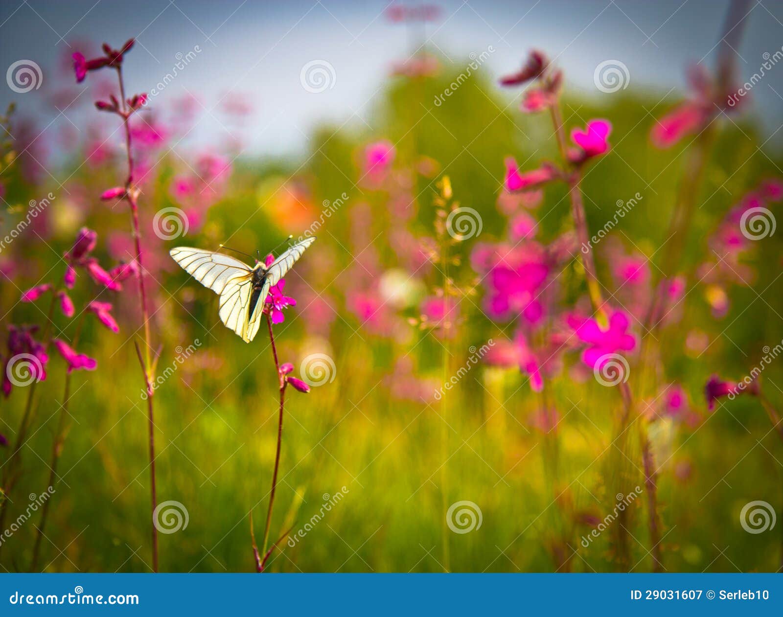 Borboleta E Flores Cor-de-rosa Imagem de Stock - Imagem de bonito ...