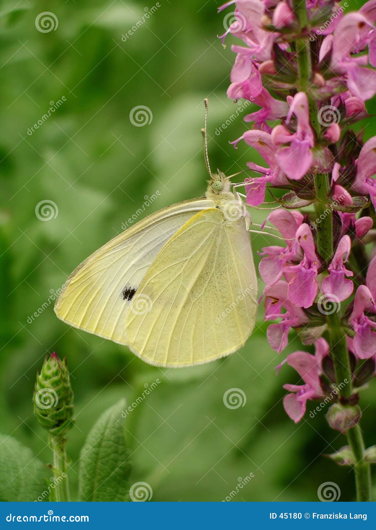 Borboleta Em Flores Cor-de-rosa Foto de Stock - Imagem de antena, creme ...