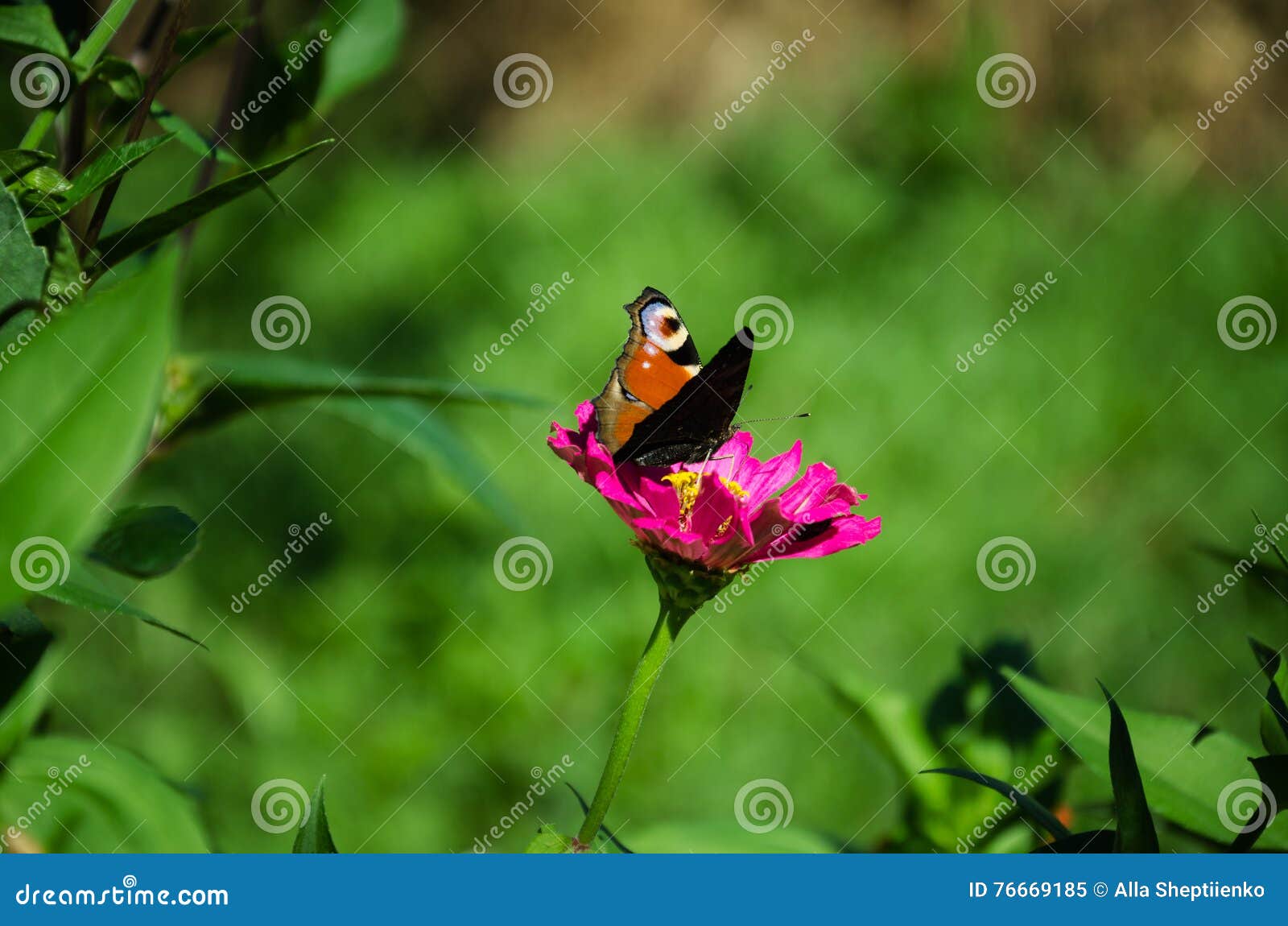 Borboleta Em Uma Flor Cor-de-rosa Imagem de Stock - Imagem de borboleta ...