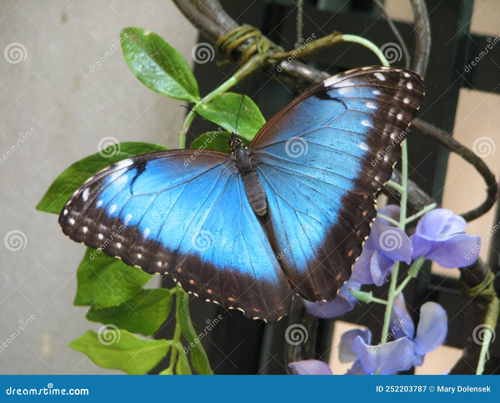Borboleta Morfo Azul Com Flores Roxas Imagem de Stock - Imagem de verde ...