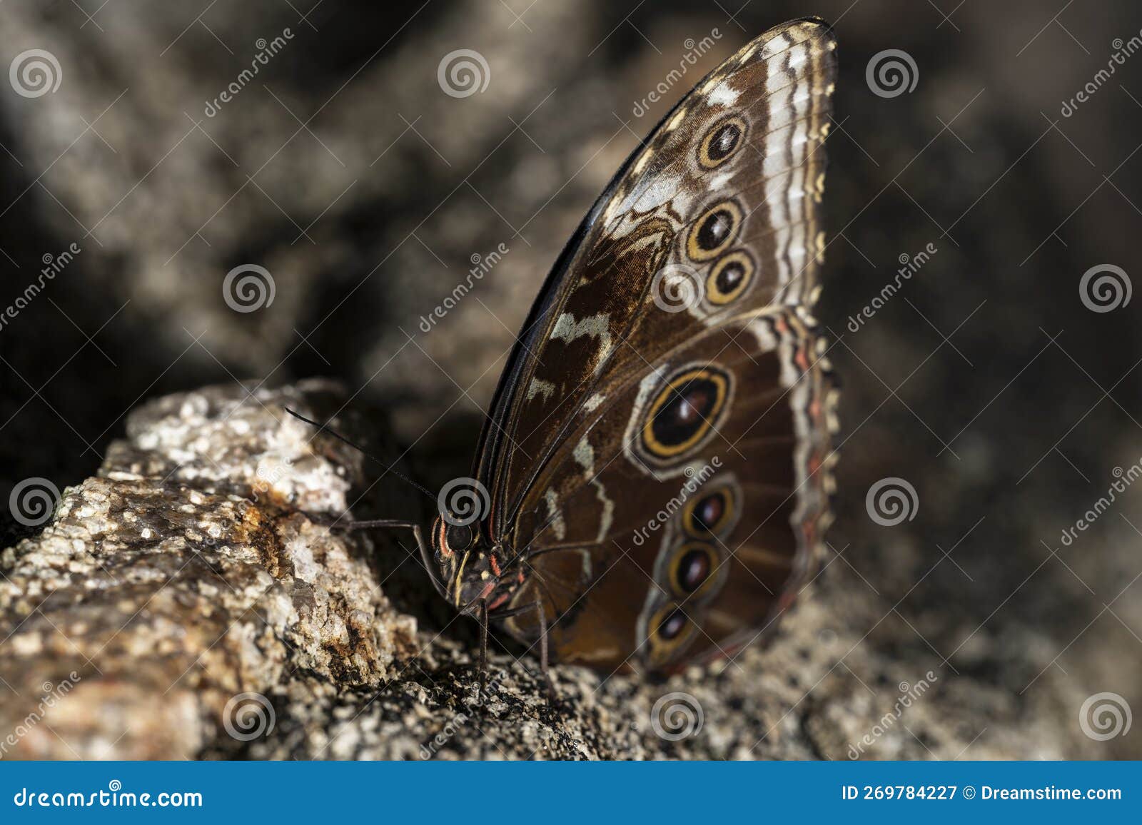 Borboleta morfo azul imagem de stock. Imagem de wildlife - 269784227
