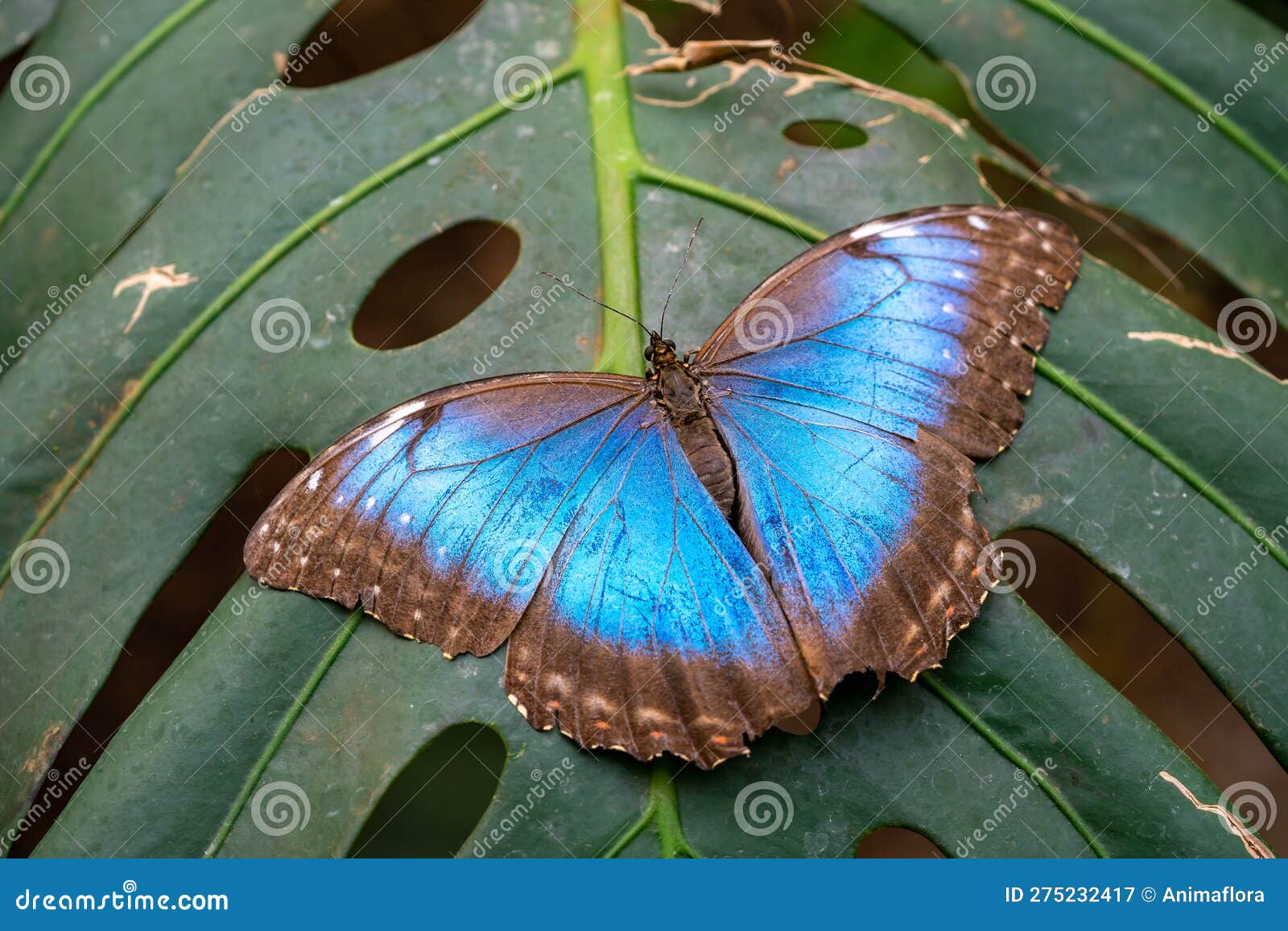 Borboleta Morfo Azul Numa Folha Imagem de Stock - Imagem de ecologia ...