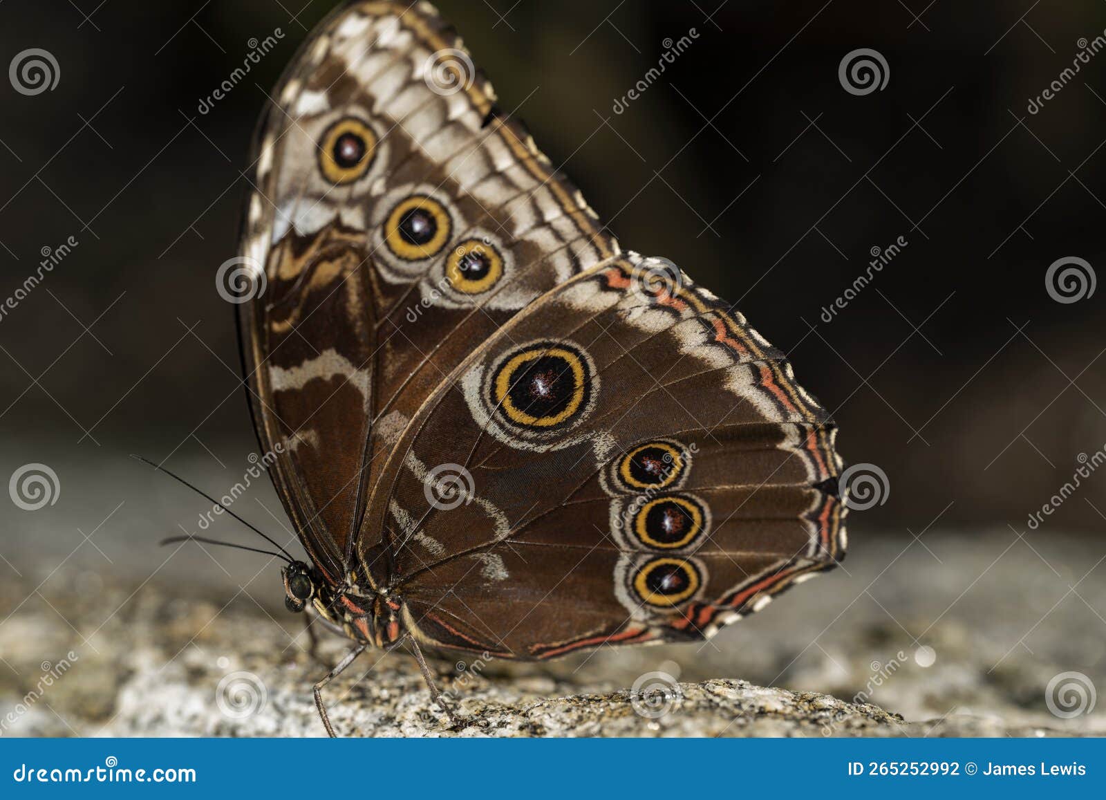 Borboleta morfo azul foto de stock. Imagem de azul, selvagem - 265252992