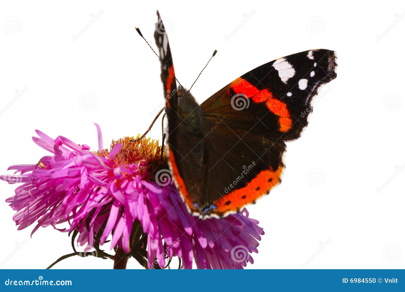 Borboleta Na Flor Cor-de-rosa Foto de Stock - Imagem de asas, livre ...