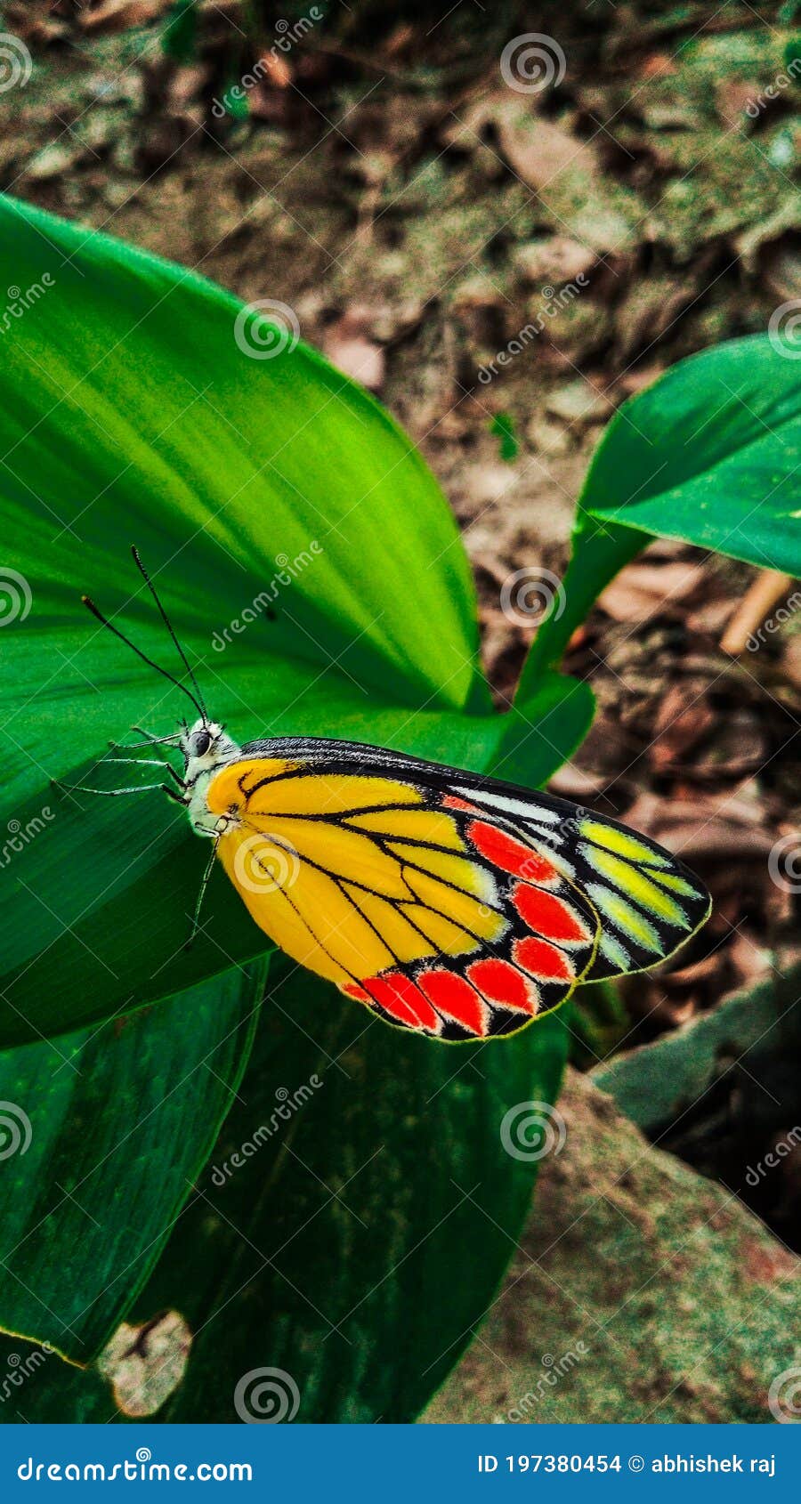 Borboleta Os Insetos Mais Bonitos Foto de Stock - Imagem de melhor ...