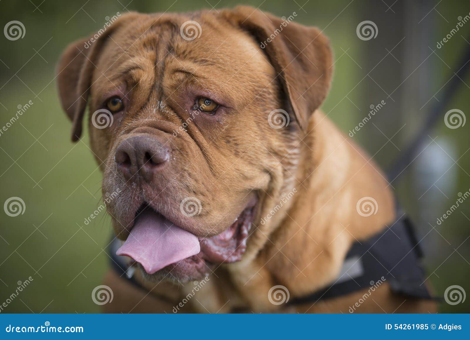 Royalty Free Images, Cartoons, Illustrations And Photos Designed By ...