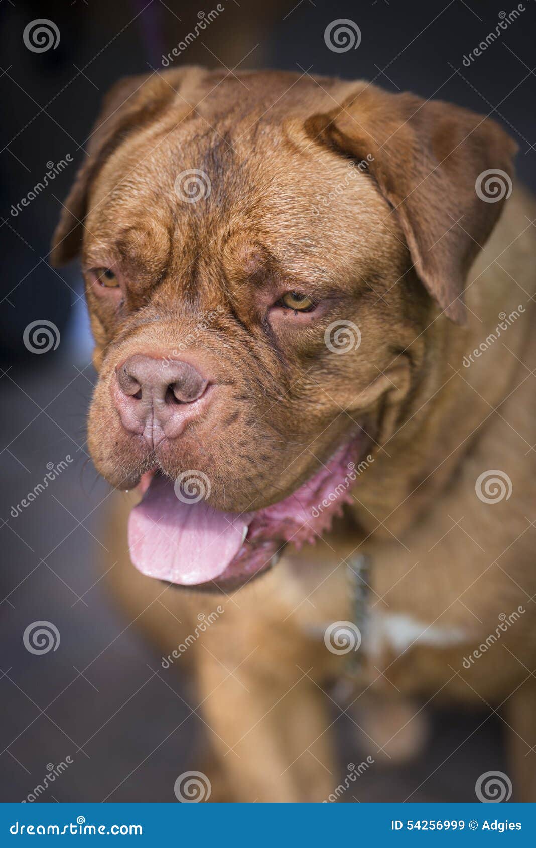 Royalty Free Images, Cartoons, Illustrations And Photos Designed By ...