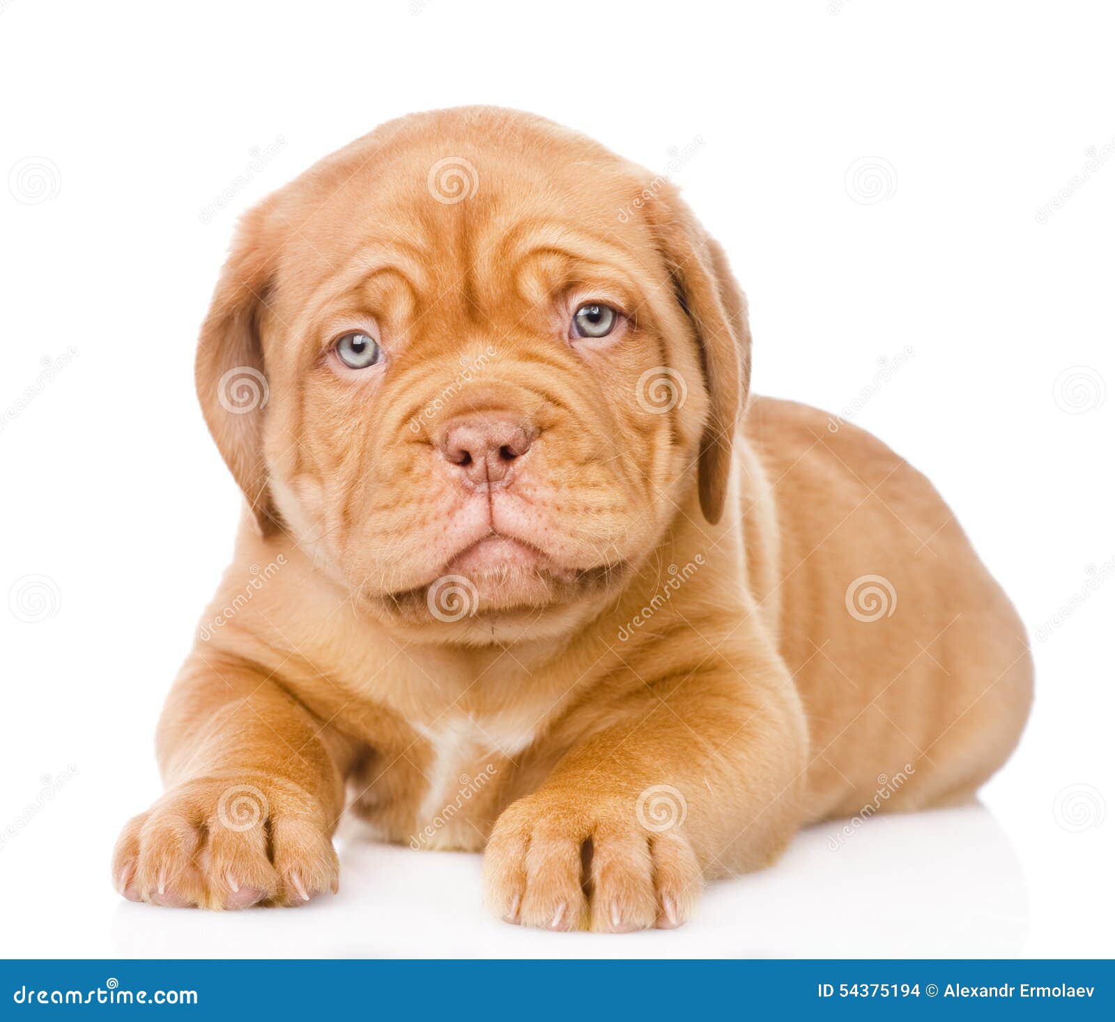 Bordeaux Puppy Dog Lying in Front View. Isolated on White Background ...
