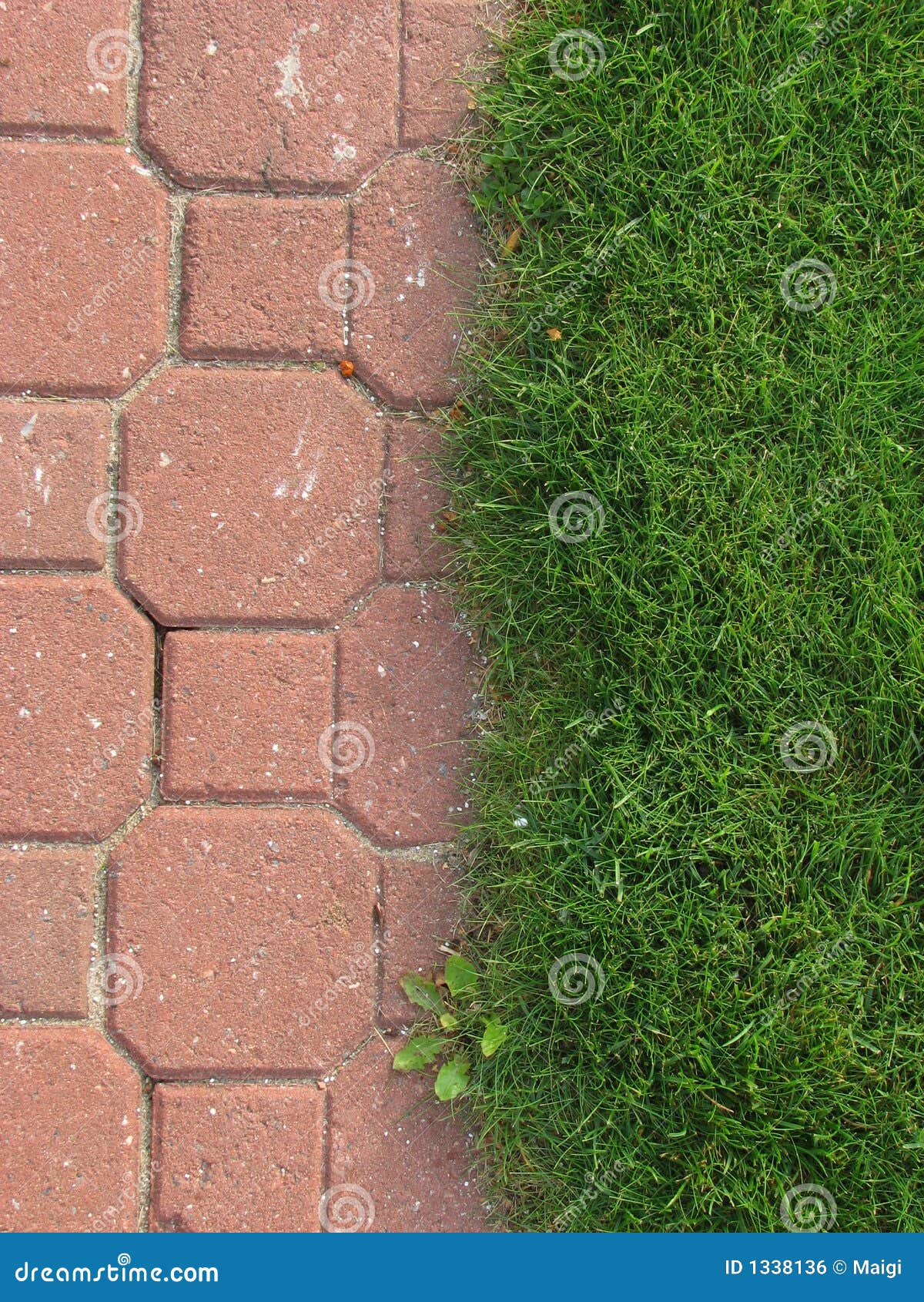 Border stock photo. Image of herb, difference, pavement - 1338136