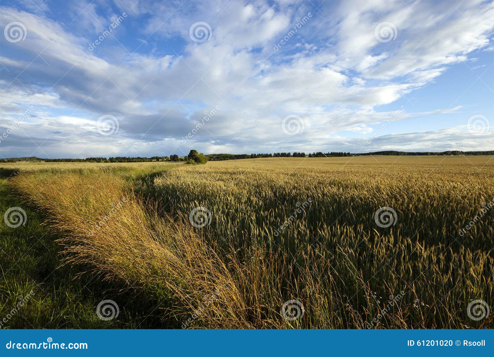 Border agricultural fields stock photo. Image of farm - 61201020