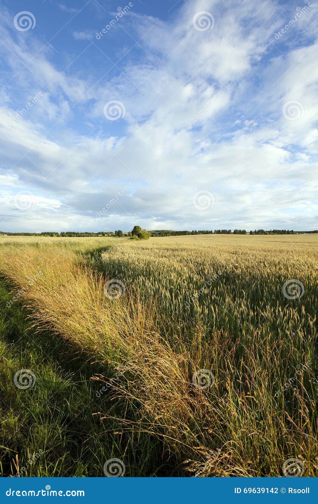 Border agricultural fields stock photo. Image of corn - 69639142
