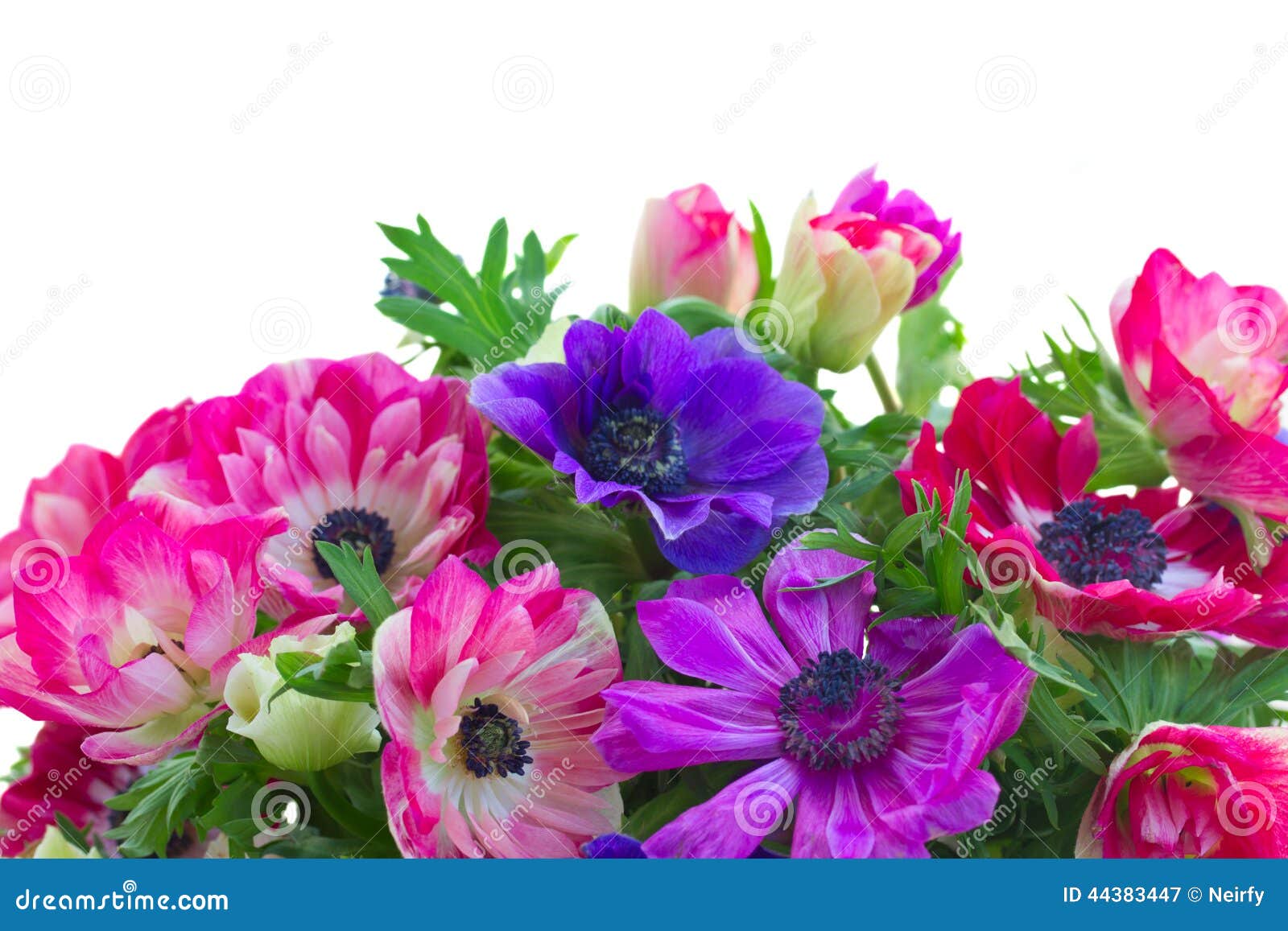 Border of anemone flowers stock image. Image of bloom - 44383447