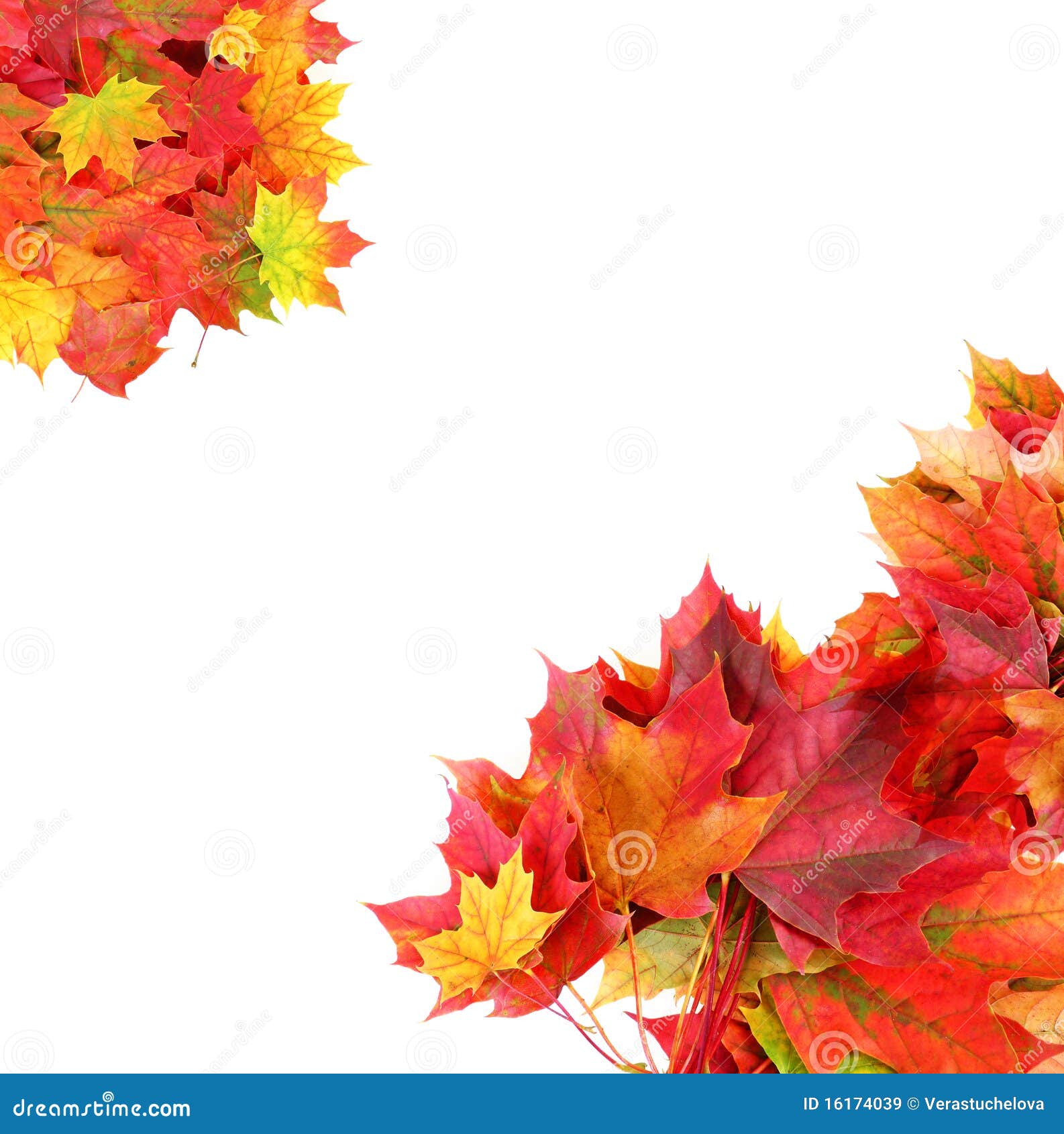 Border from Autumn Maple Foliage Stock Image - Image of leaves ...