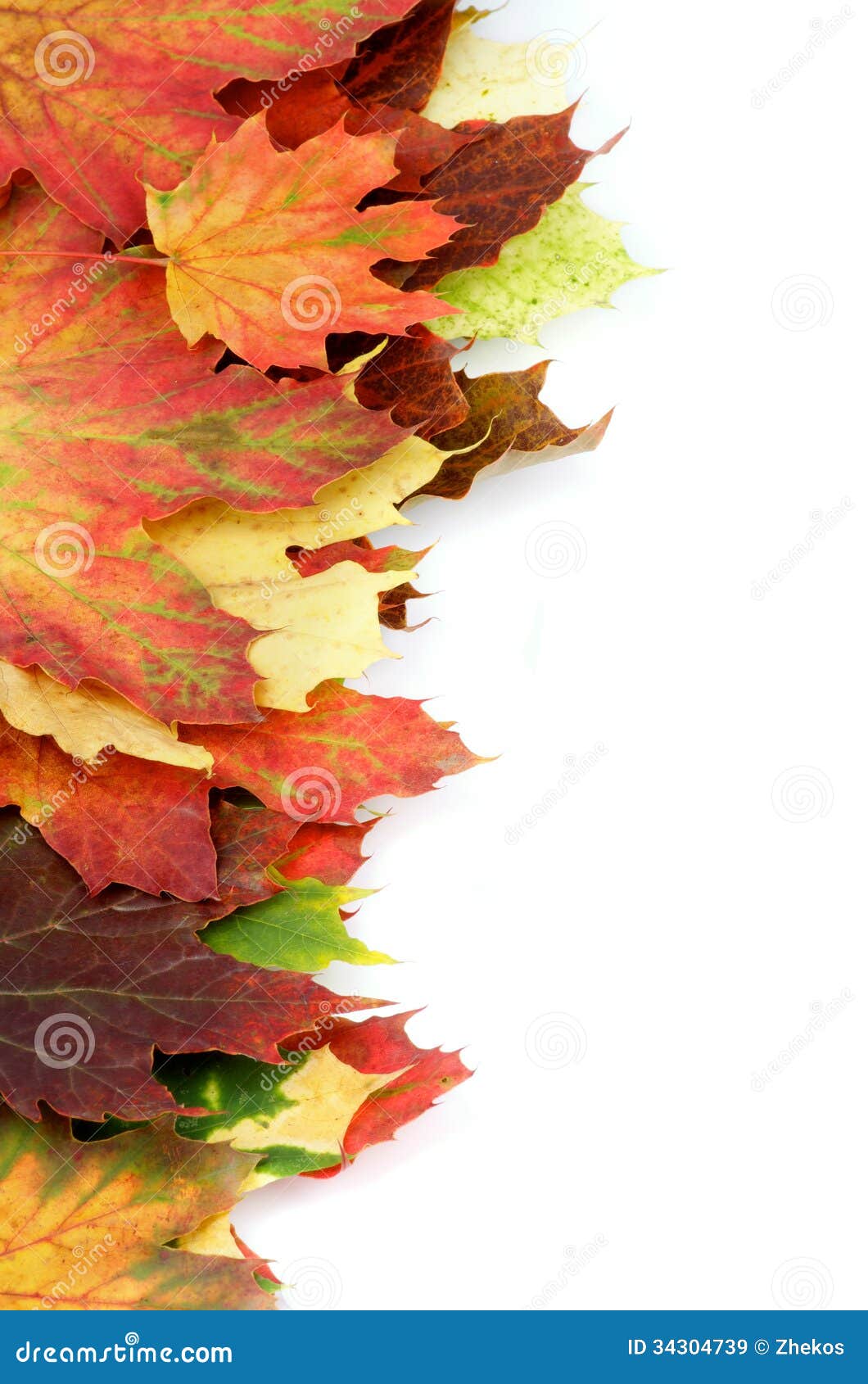 Border of Autumn Maple Leafs Stock Image - Image of natural, beauty ...