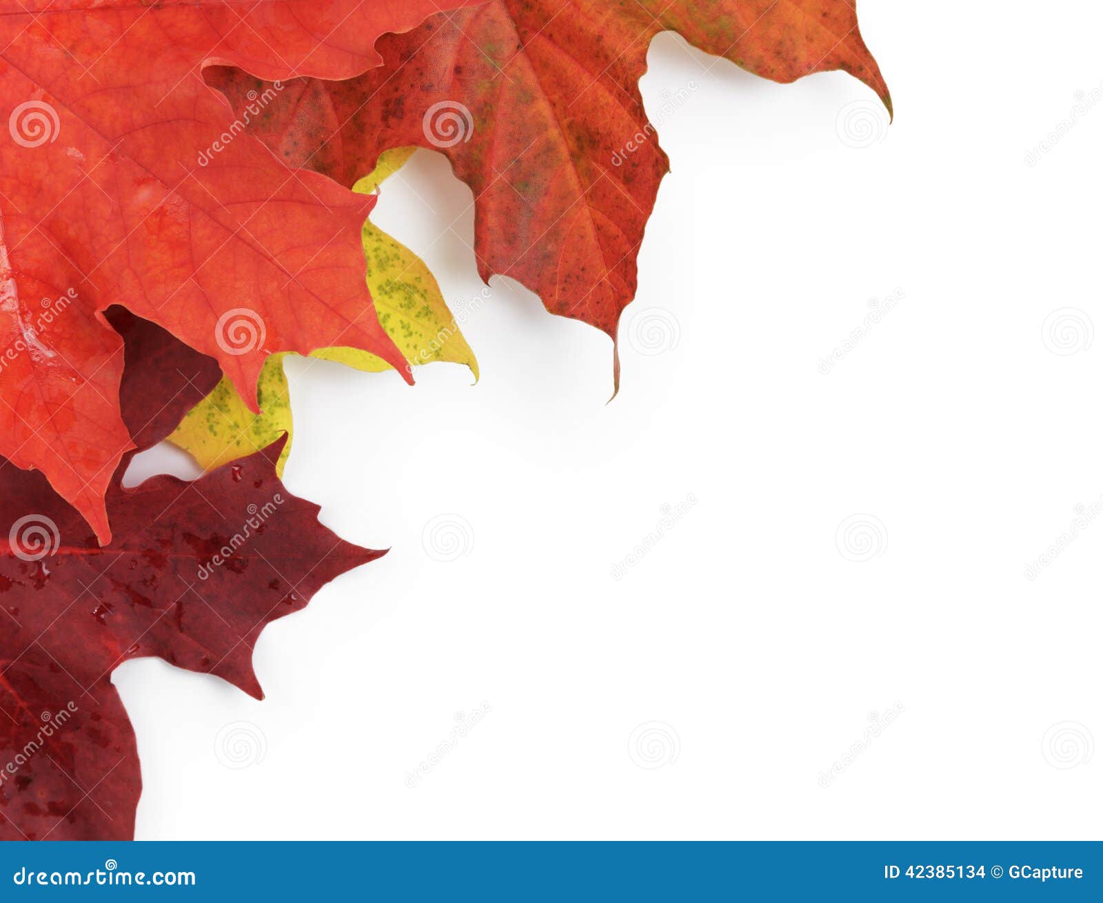 Border from Autumn Maple Leaves Stock Photo - Image of background ...