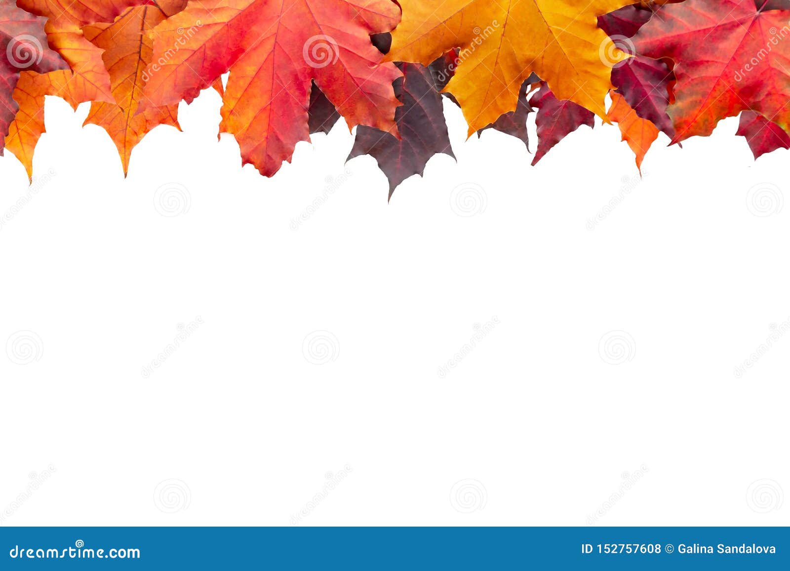 Border of Autumn Maple Leaves Isolated on White Background Stock Photo ...