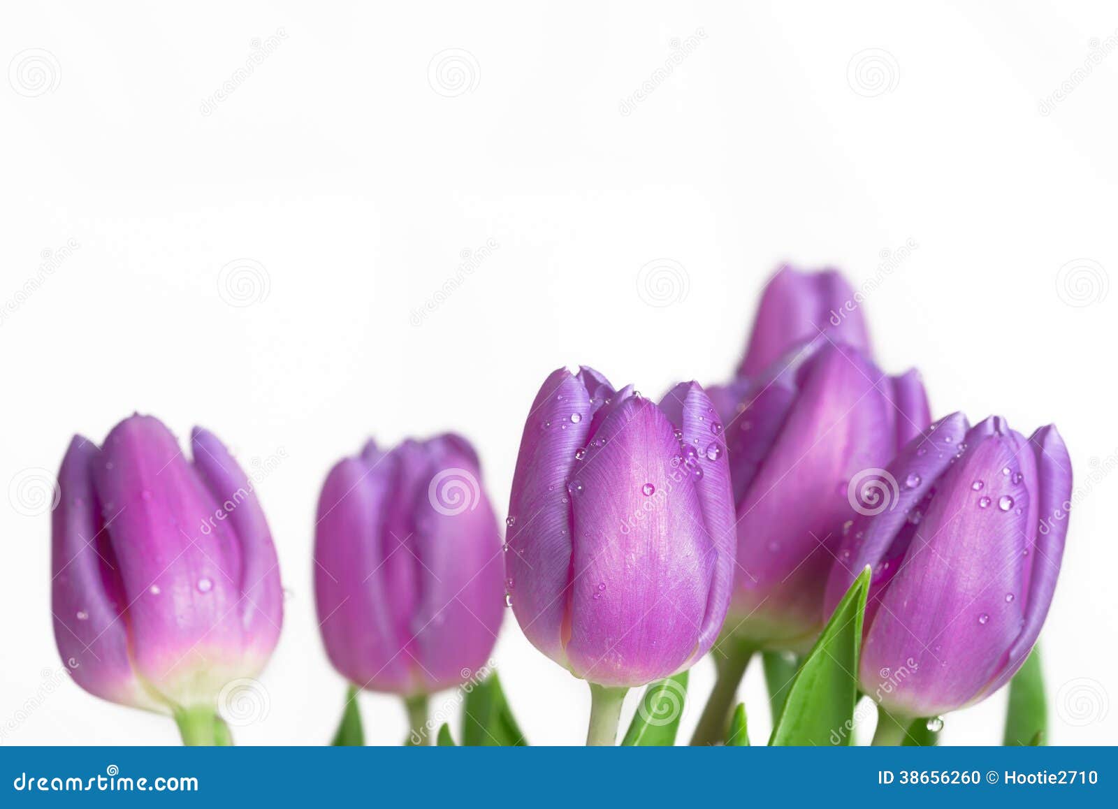 Border of Beautiful Purple Spring Tulips Stock Photo - Image of ...