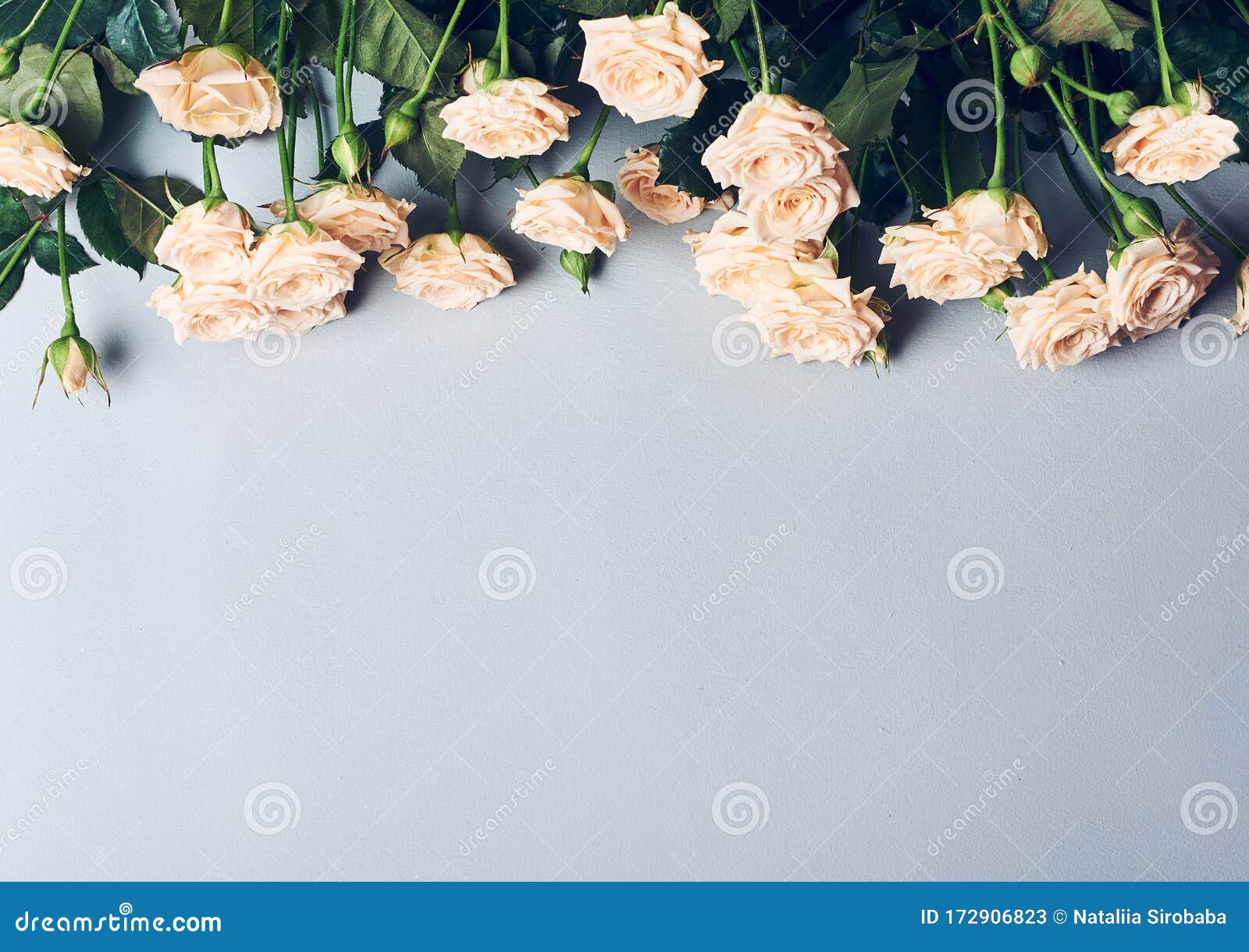 Border of Beige Roses Flowers Stock Image - Image of blue, holiday ...