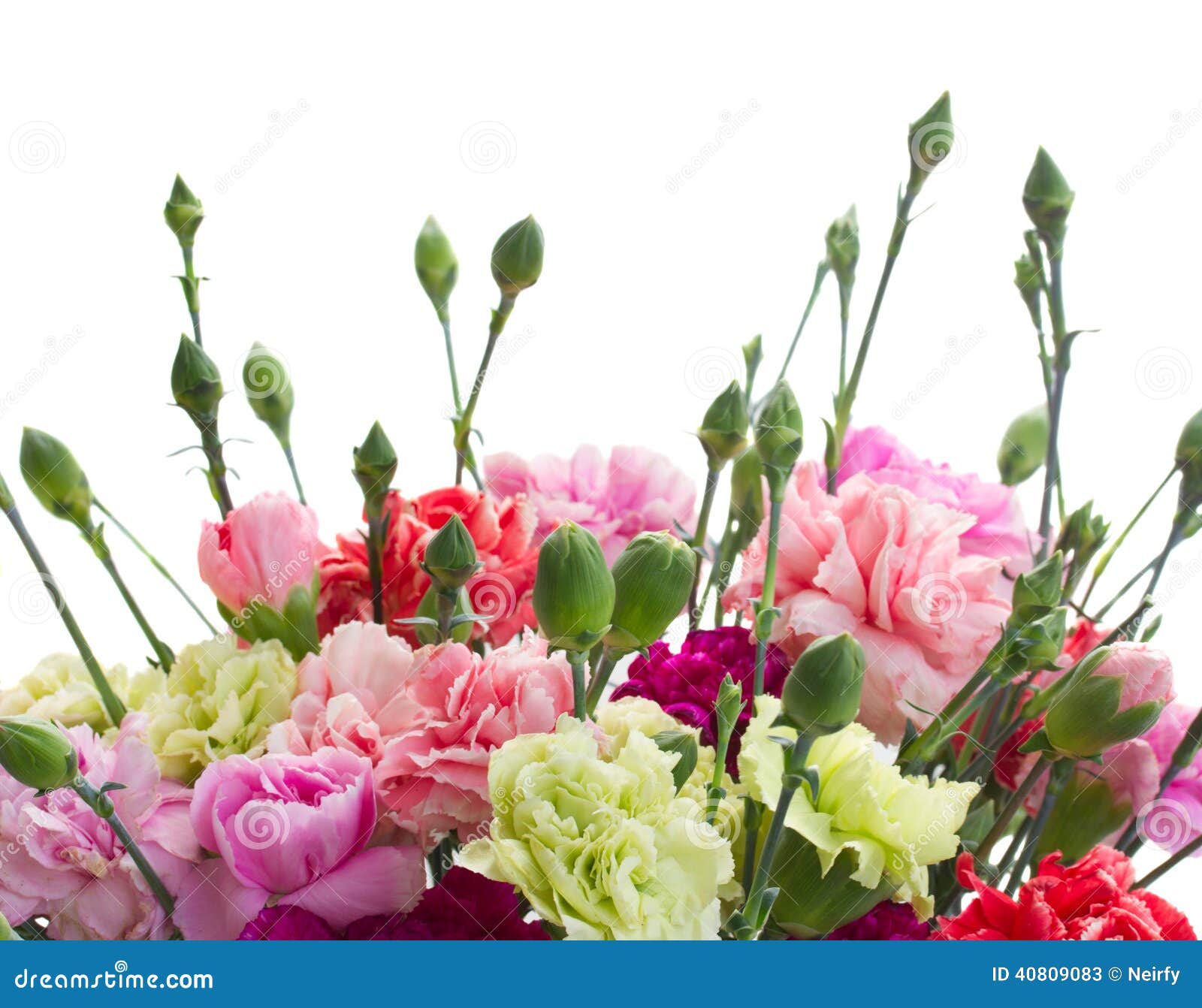 Border of Carnation Flowers Stock Image - Image of festive, close: 40809083