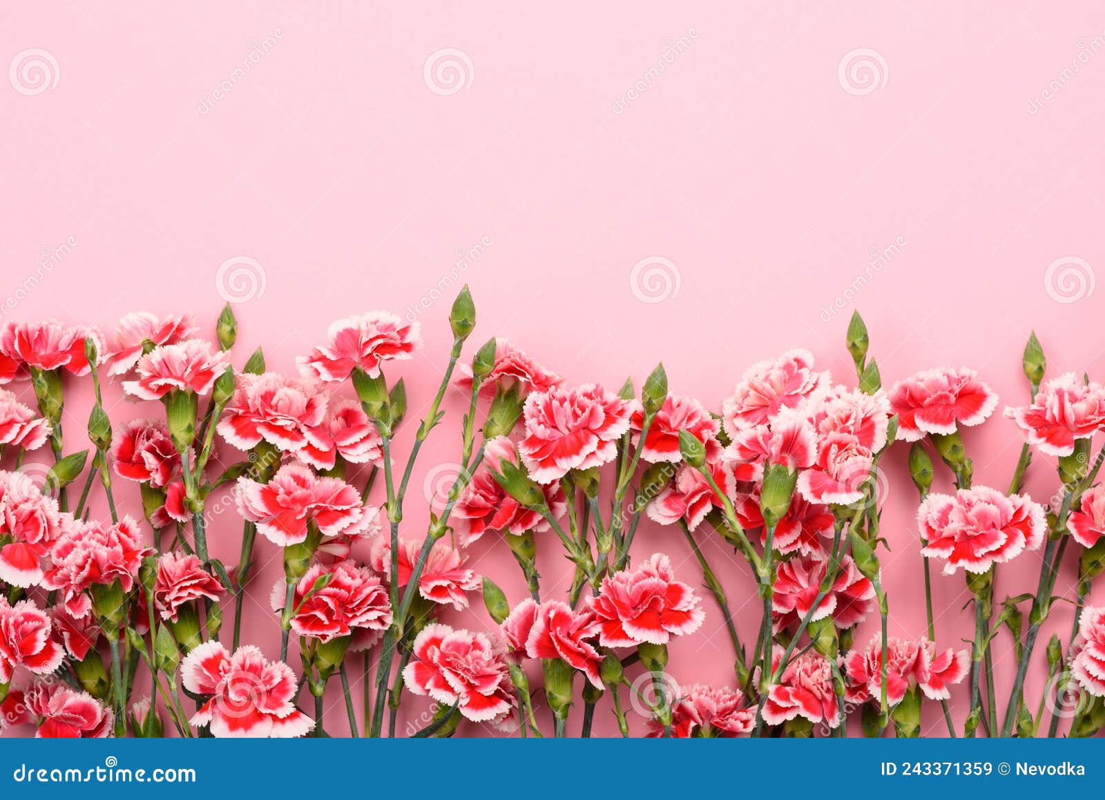 Border of Carnation Flowers Stock Image - Image of banner, birthday ...