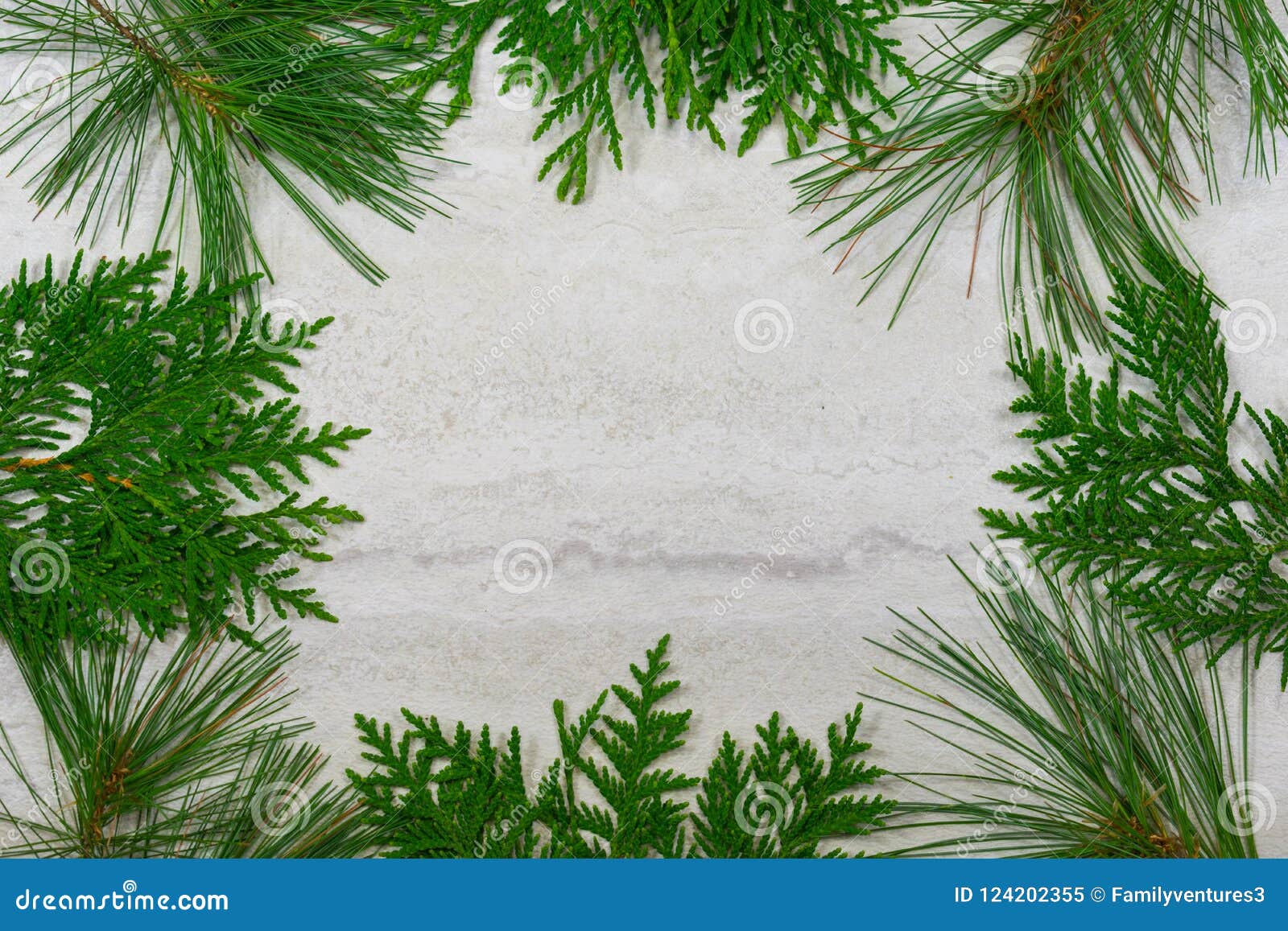 A Border of Cedar and White Pine Branches with Copy Space Stock Image ...