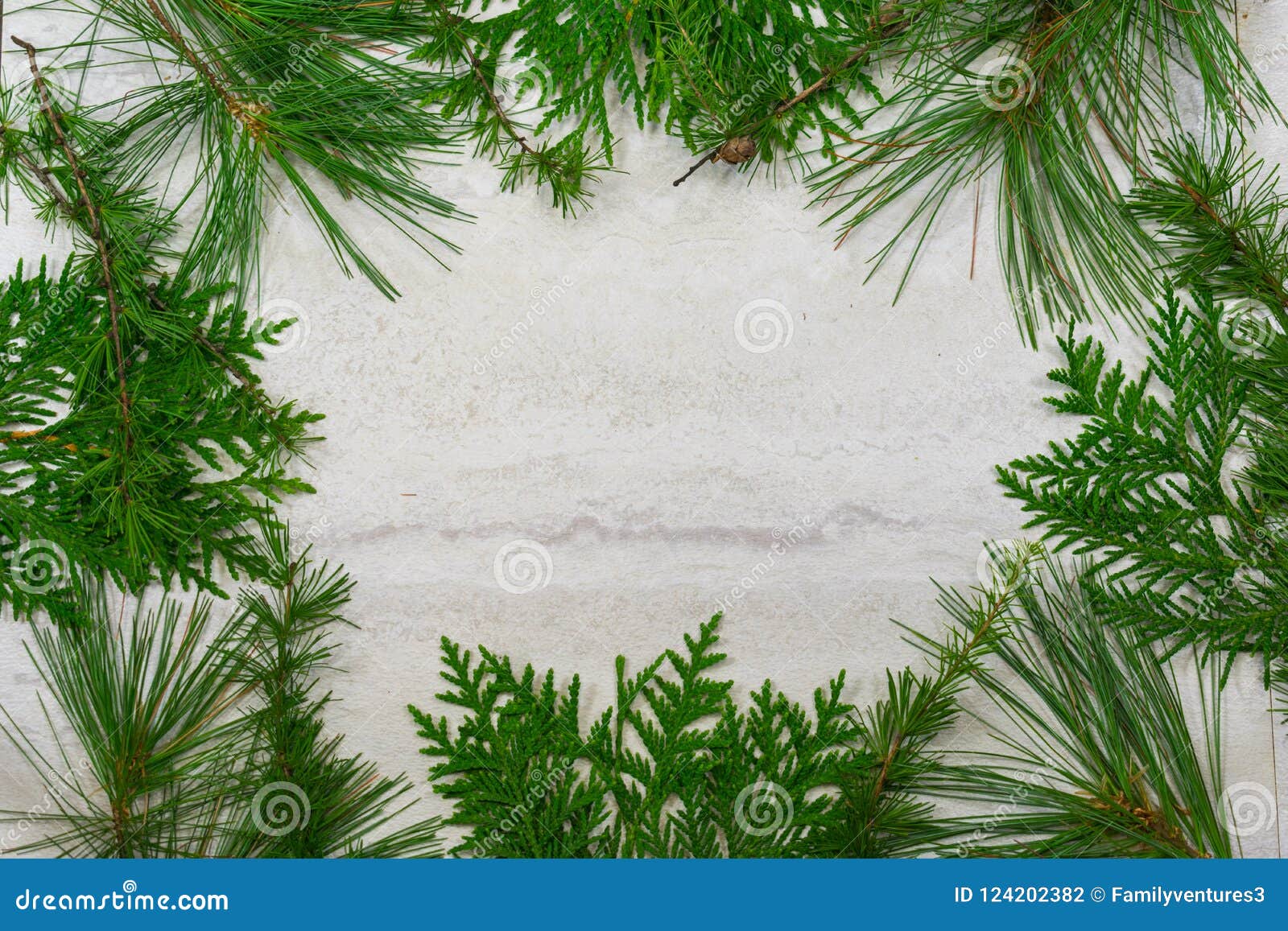 Border of Cedar, White Pine, and Tamarack Branches with Copy Space in ...