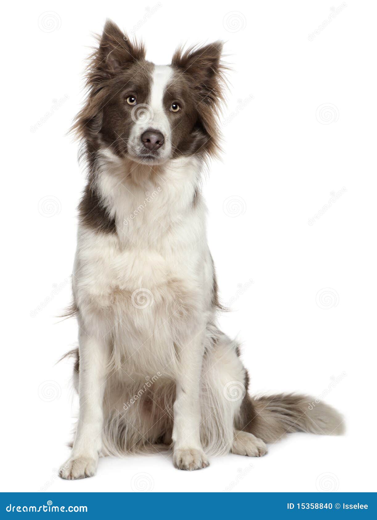 Border Collie, 1 Year Old, Sitting Stock Photo - Image of breed, studio ...