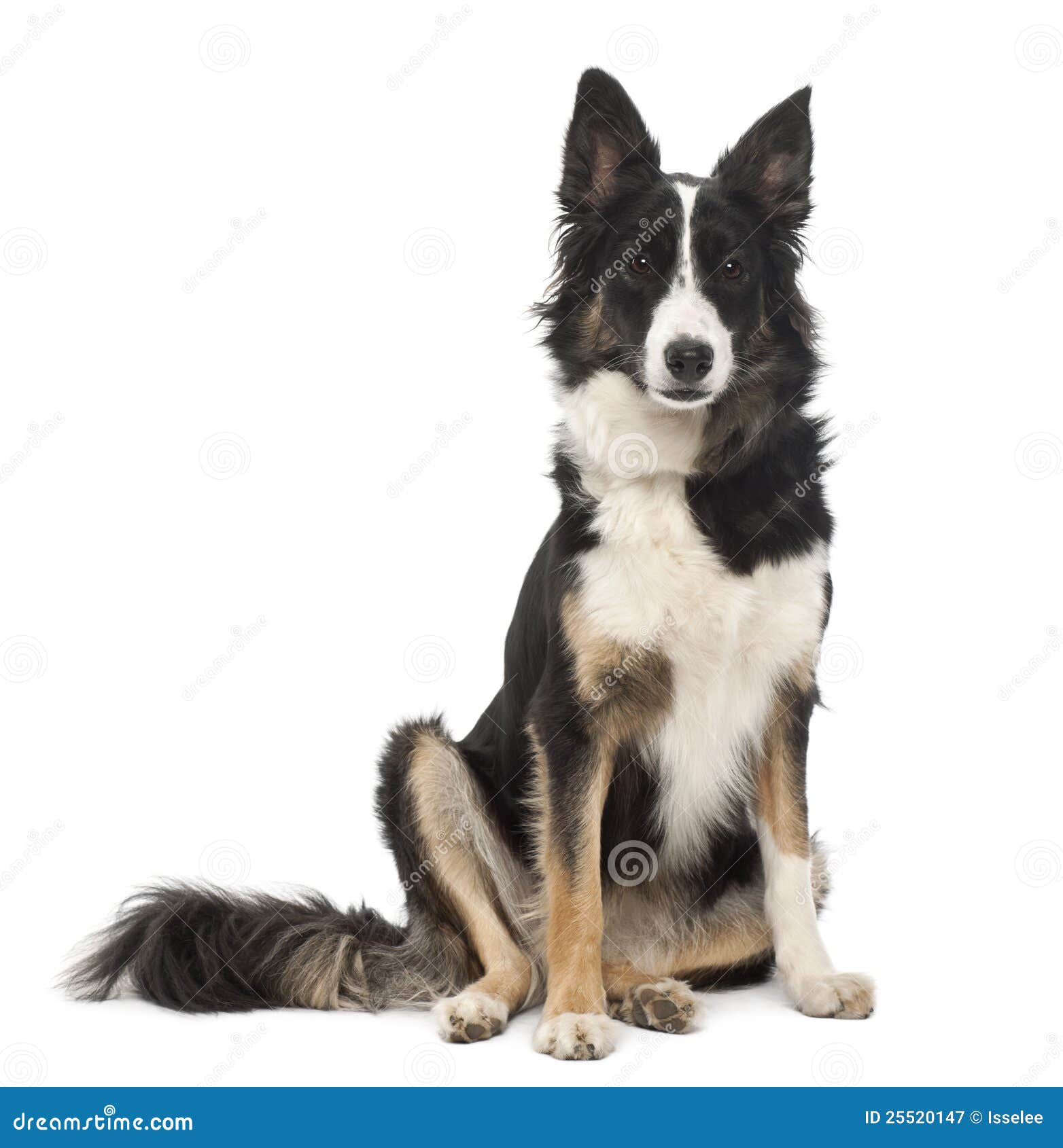 Border Collie, 1 Year Old, Sitting Stock Image - Image of portrait ...