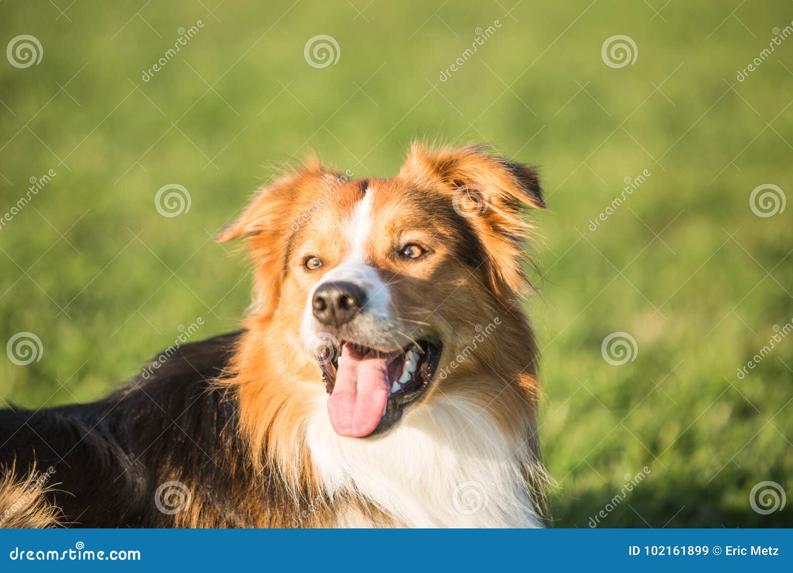 Border collie immagine stock. Immagine di cane, collie - 102161899
