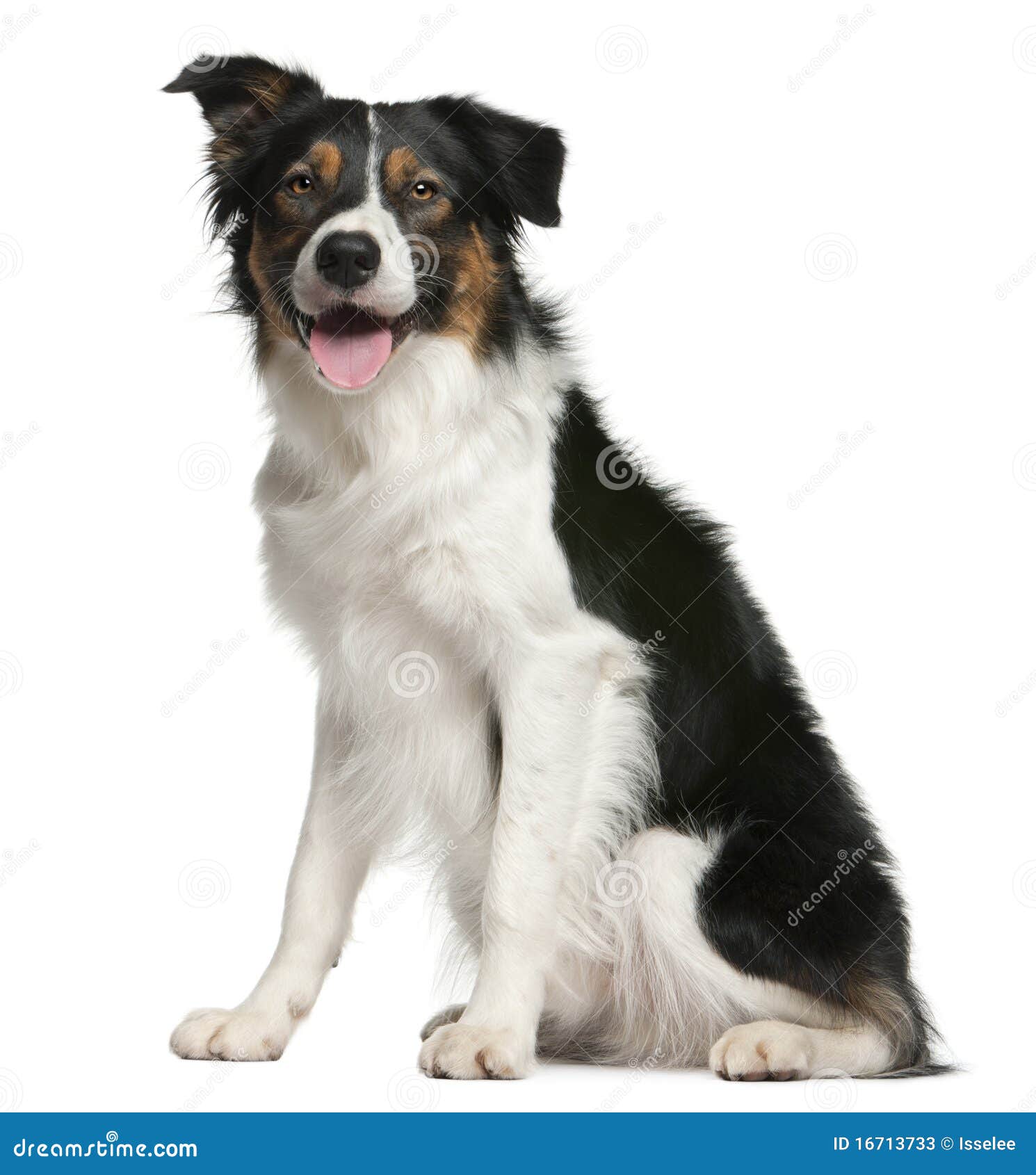 Border Collie Red Stands. Stock Photo | CartoonDealer.com #107261244