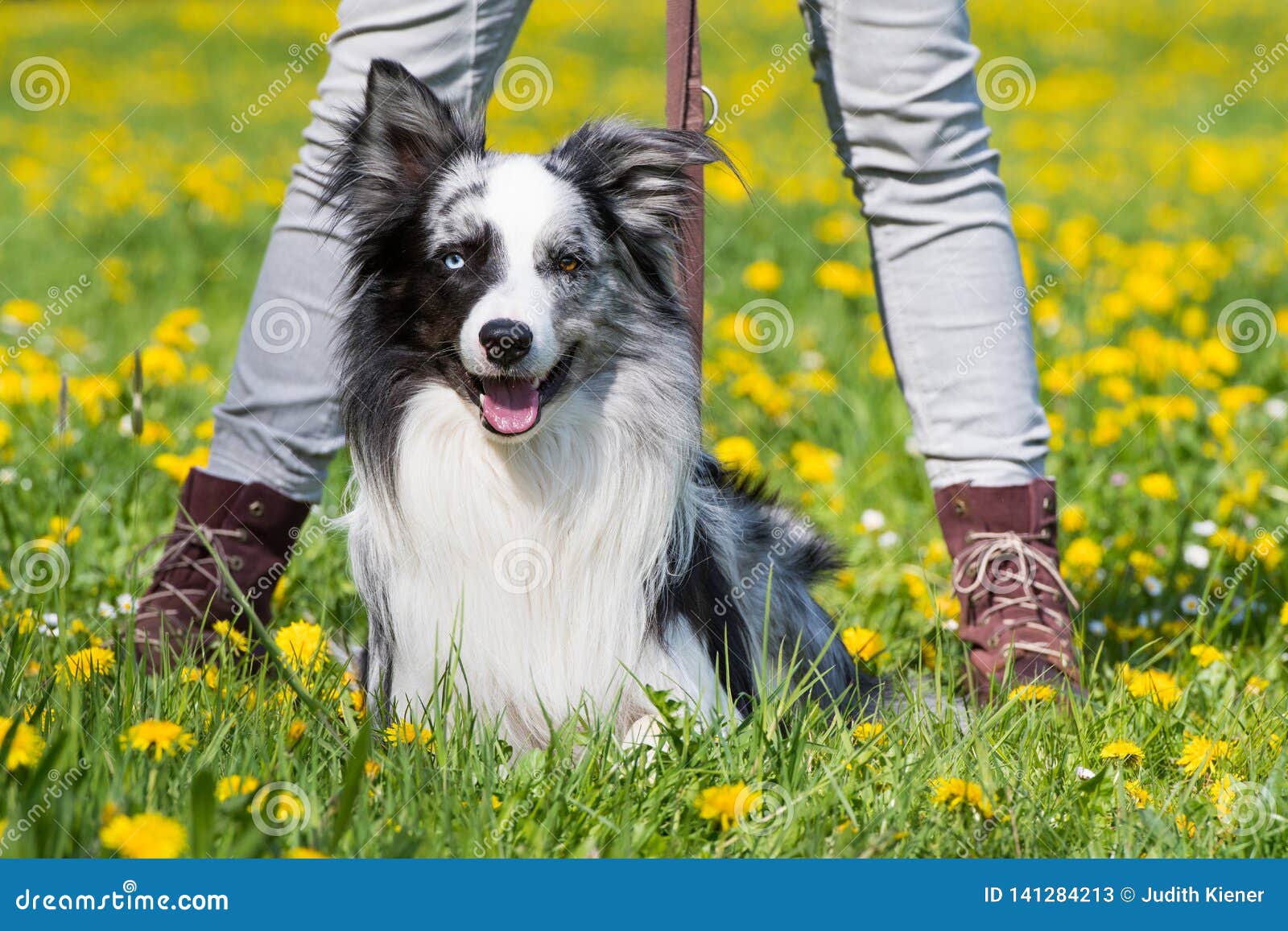 Border Collie Dog Lying between Legs of His Owner Stock Image - Image ...