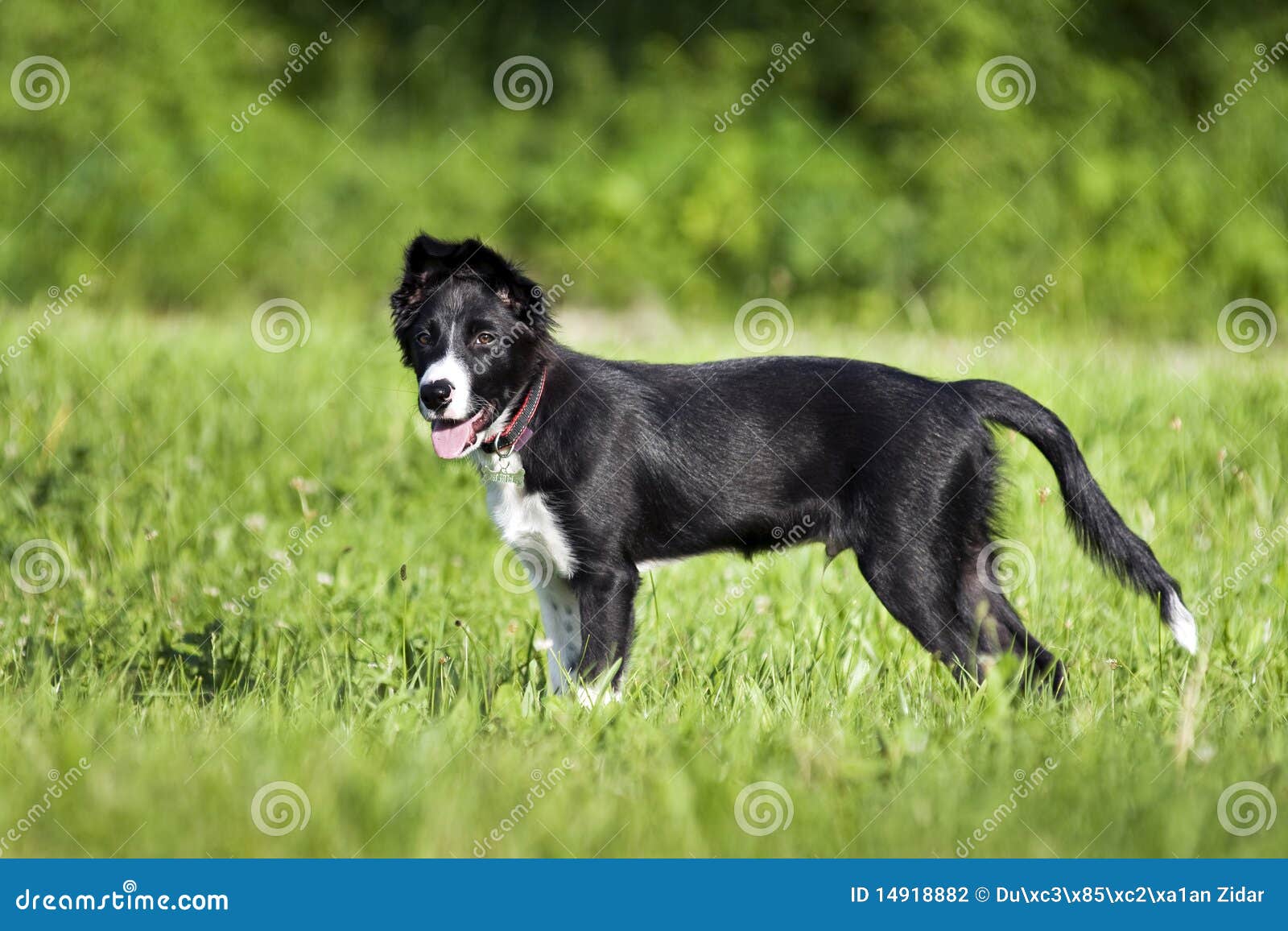 Border collie stock photo. Image of green, cute, playtime - 14918882
