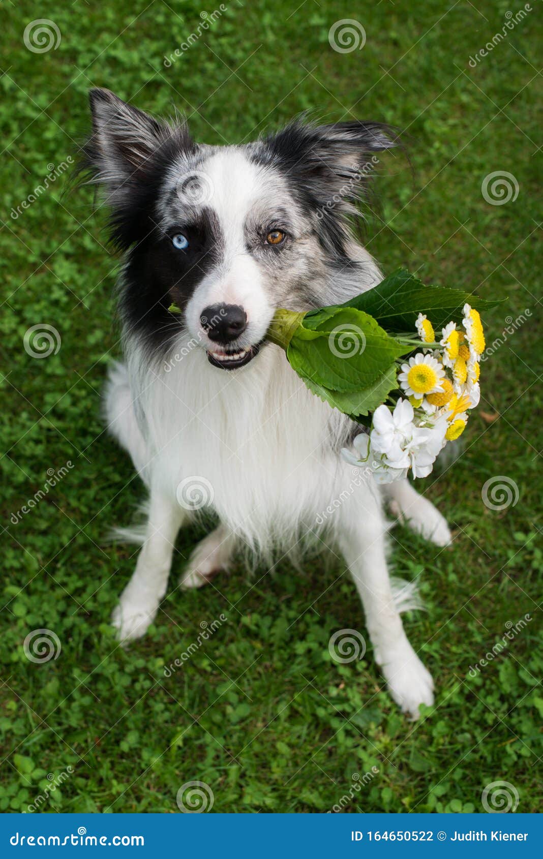 Border Collie Dog with Flower Bouquet in His Mouth Stock Photo - Image ...