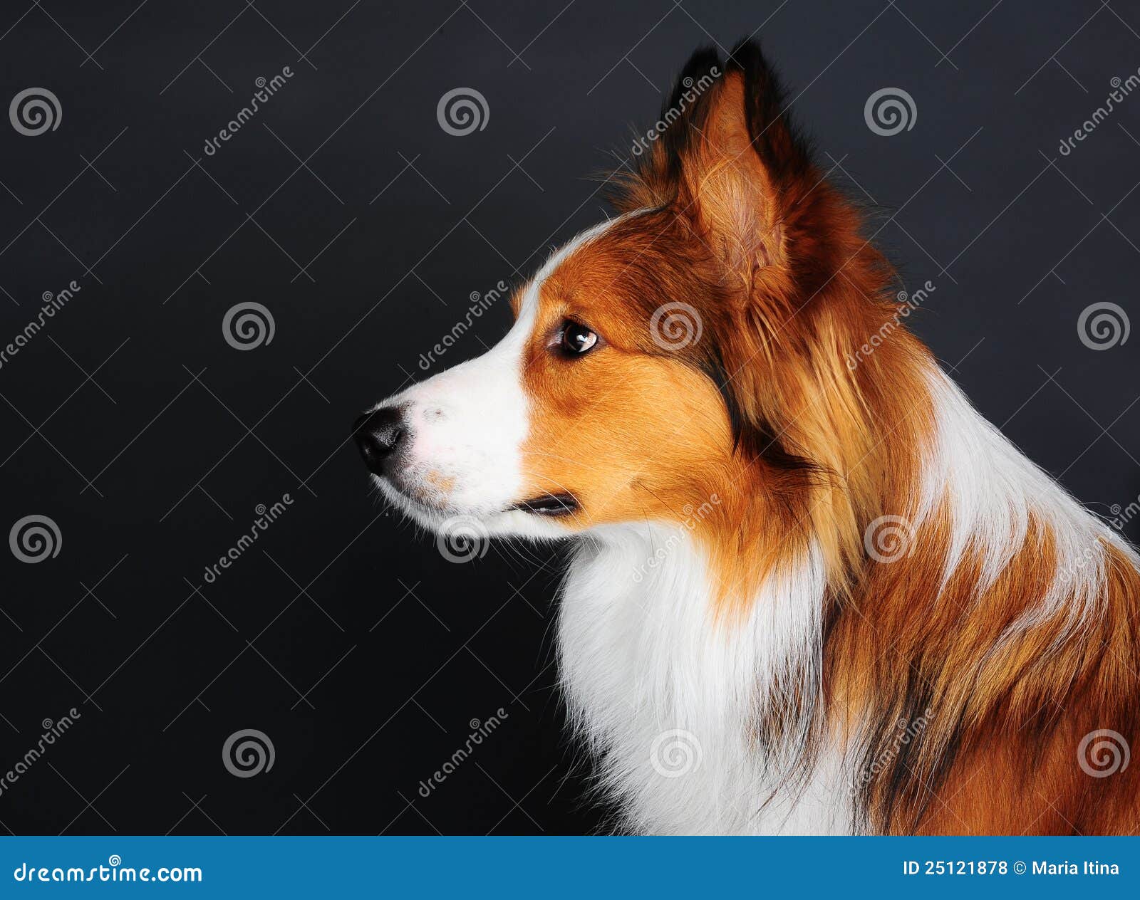Border collie stock photo. Image of animal, head, border - 25121878