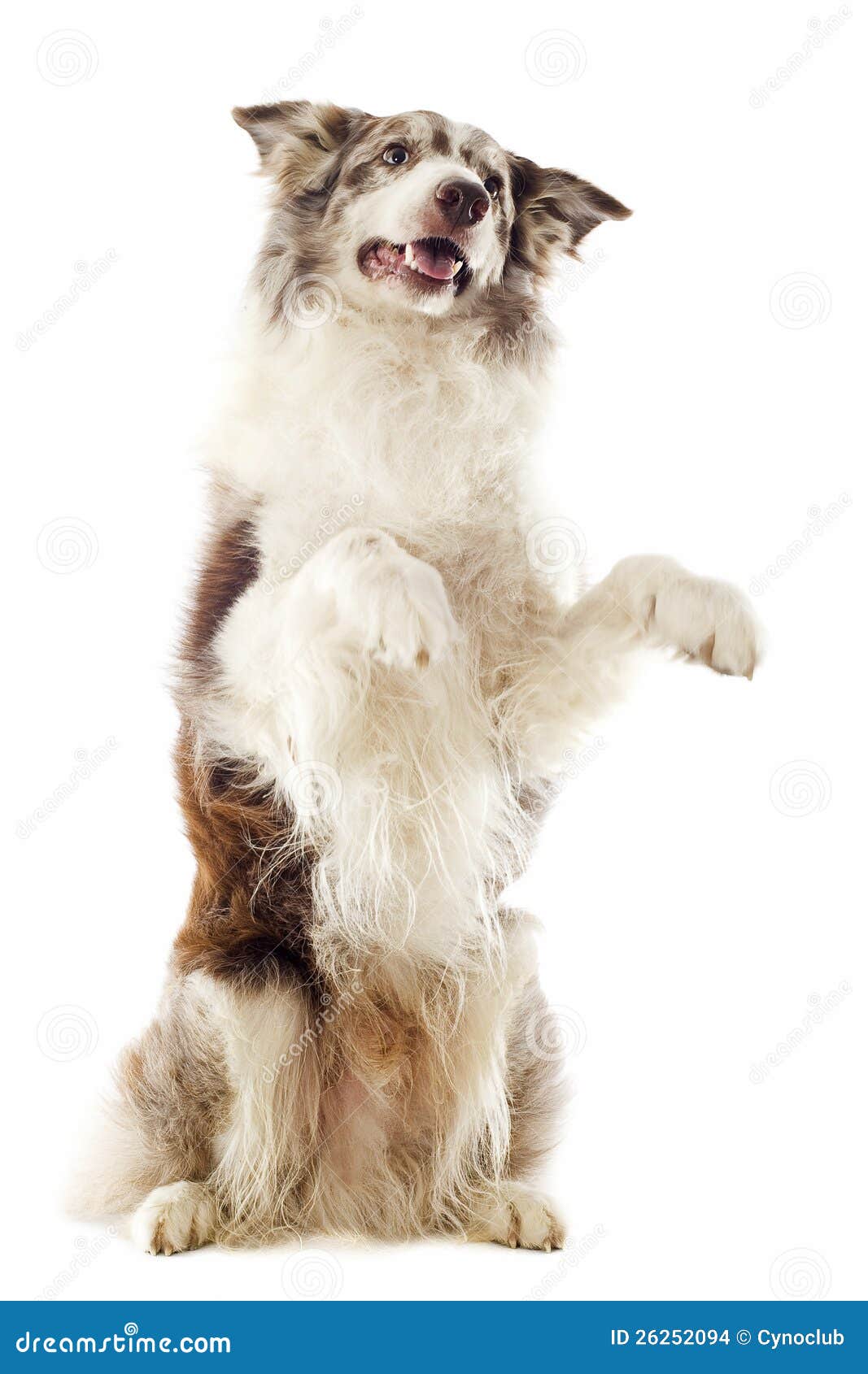 Border collie stock photo. Image of white, purebred, beautiful - 26252094