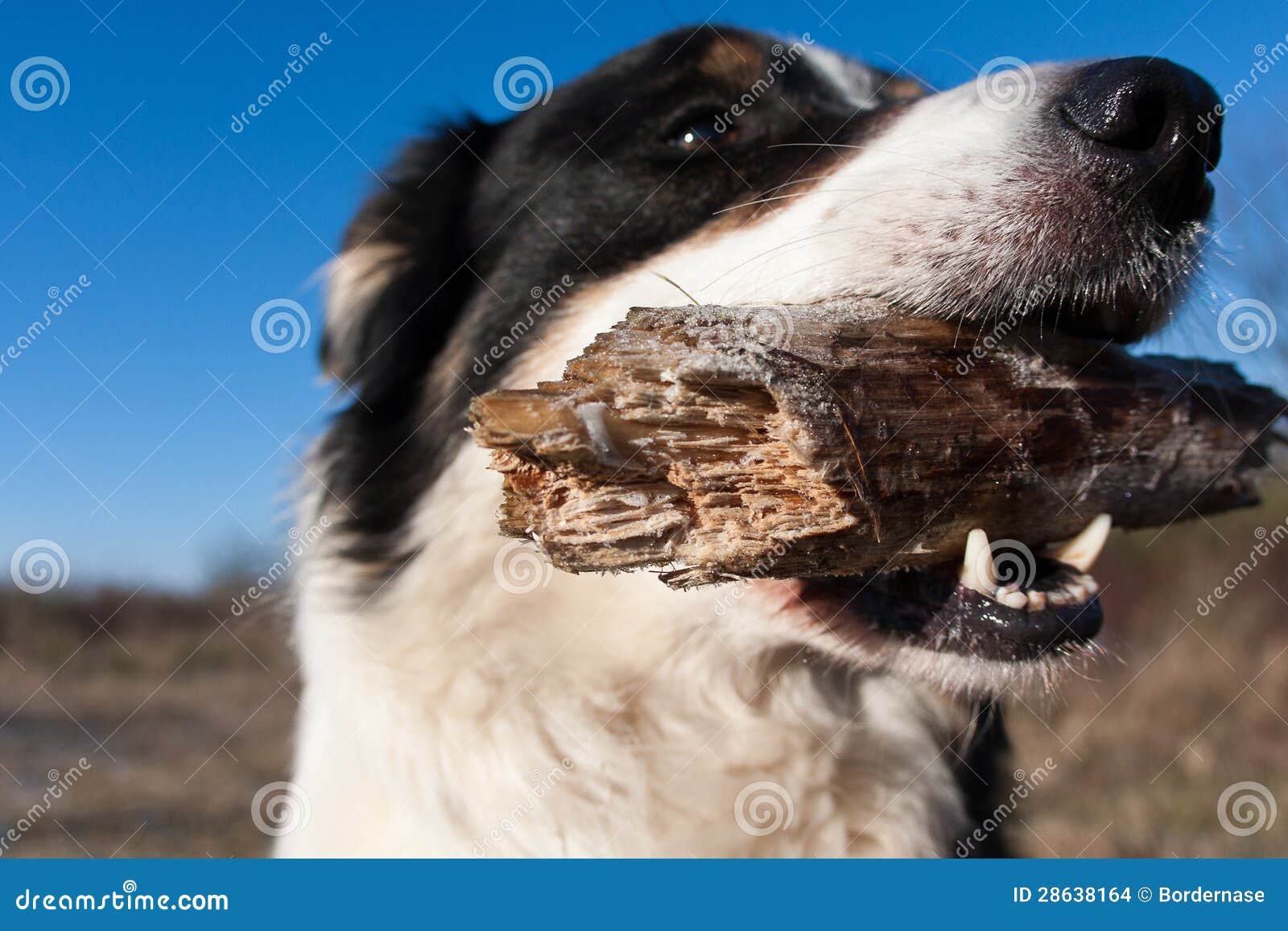 Border Collie stock photo. Image of teeth, fangs, fetch - 28638164