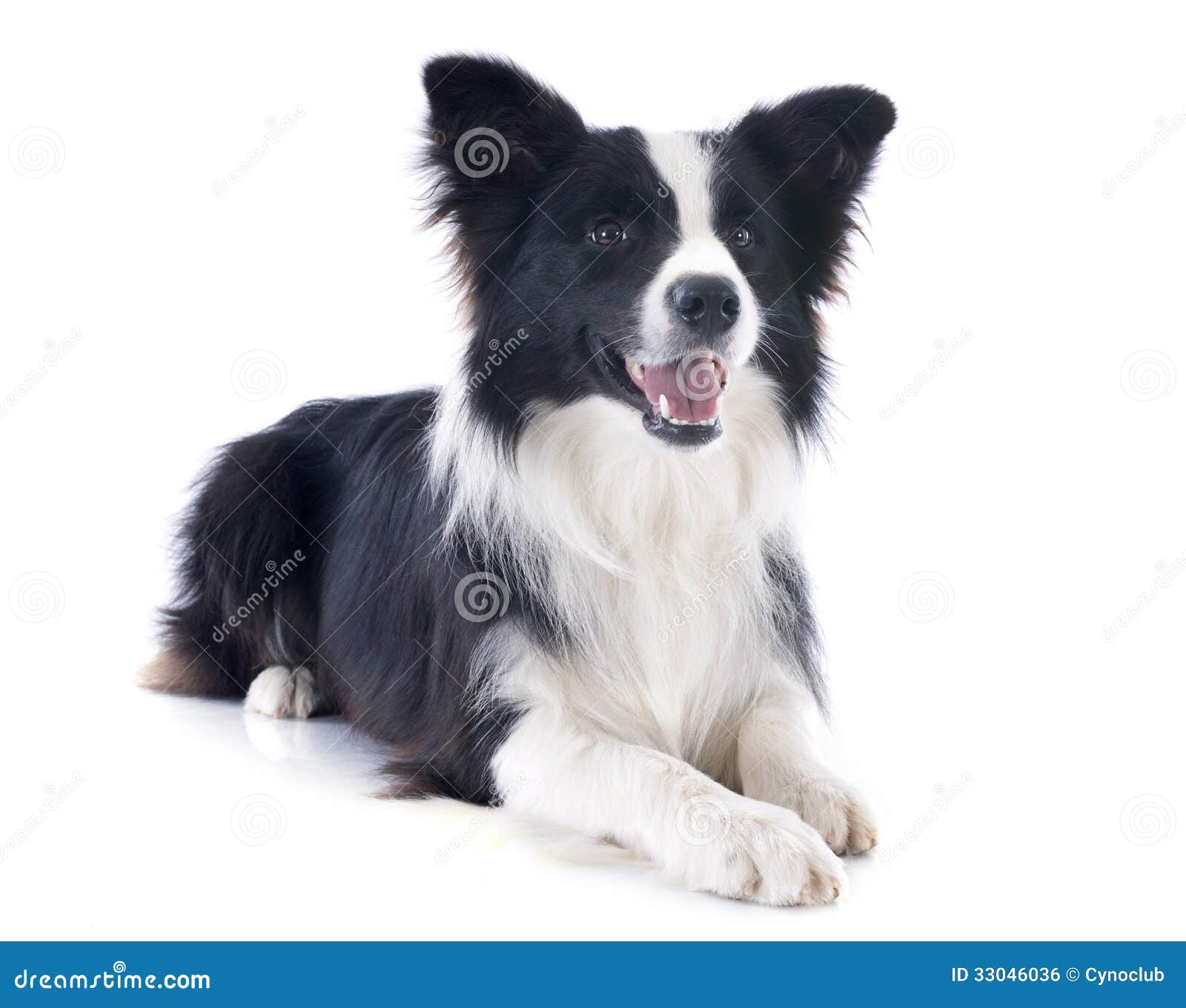 Border collie foto de stock. Imagem de bonito, beira - 33046036