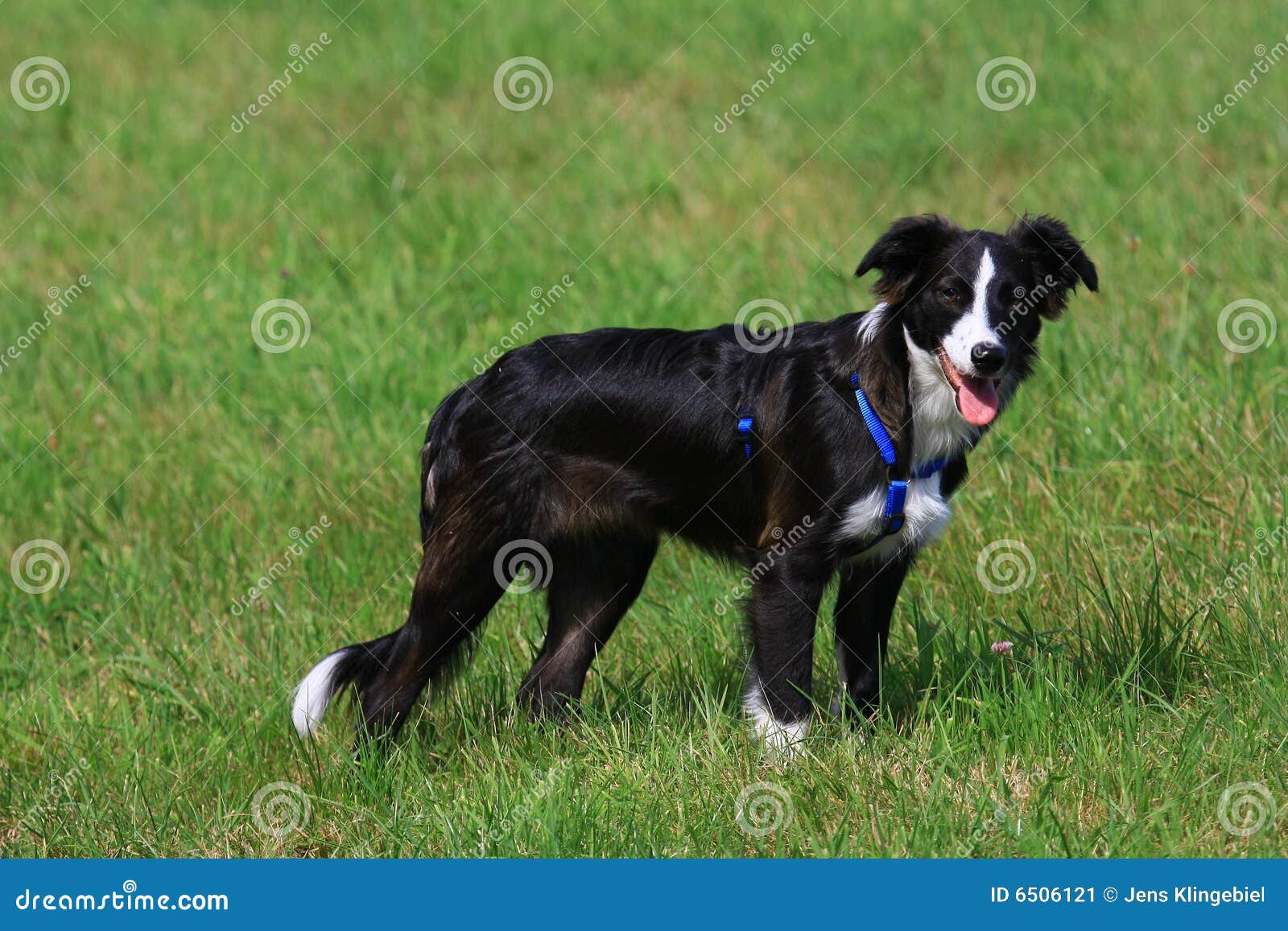 Border collie stock image. Image of blue, attention, object - 6506121