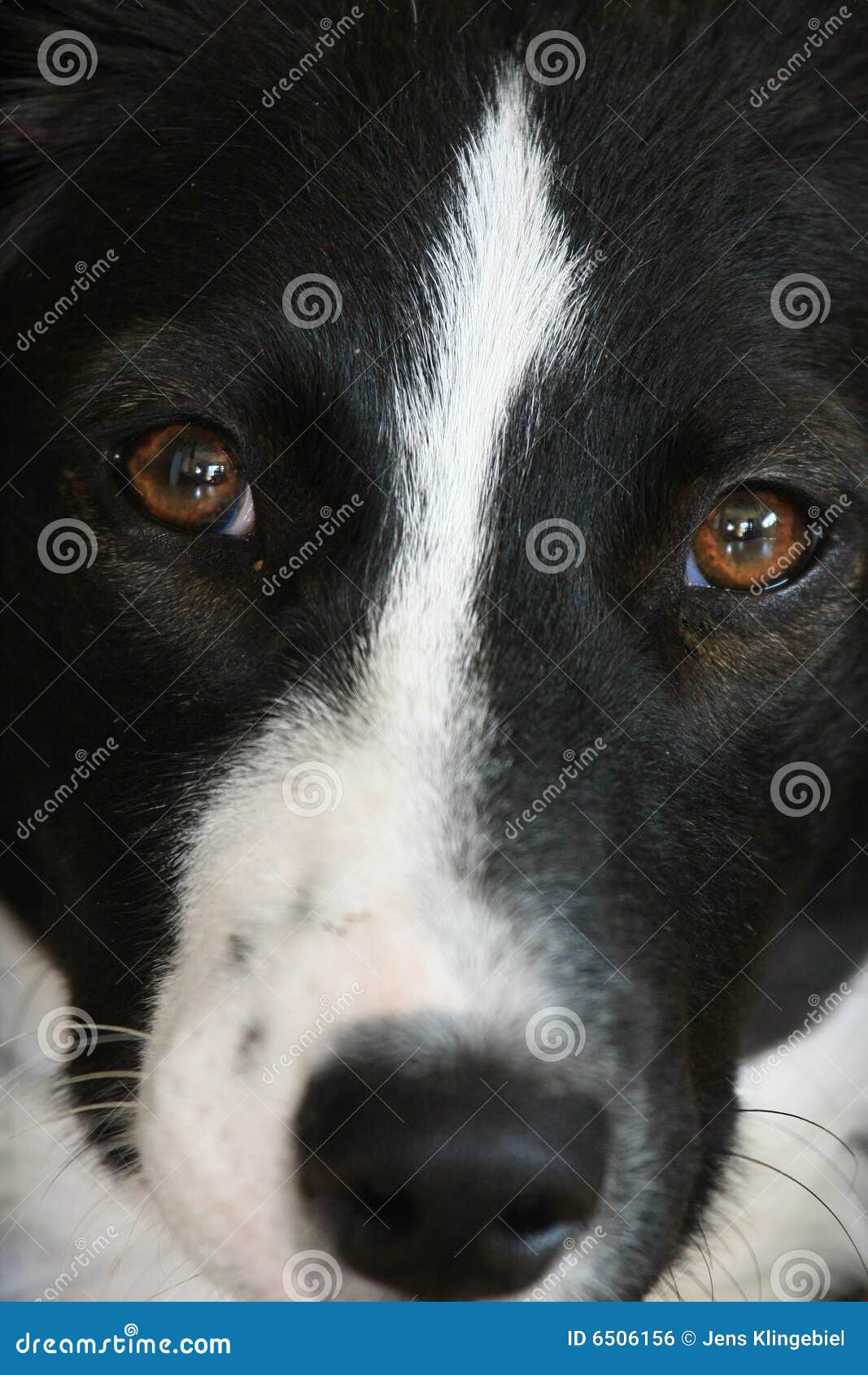 Border collie stock photo. Image of smell, small, look - 6506156